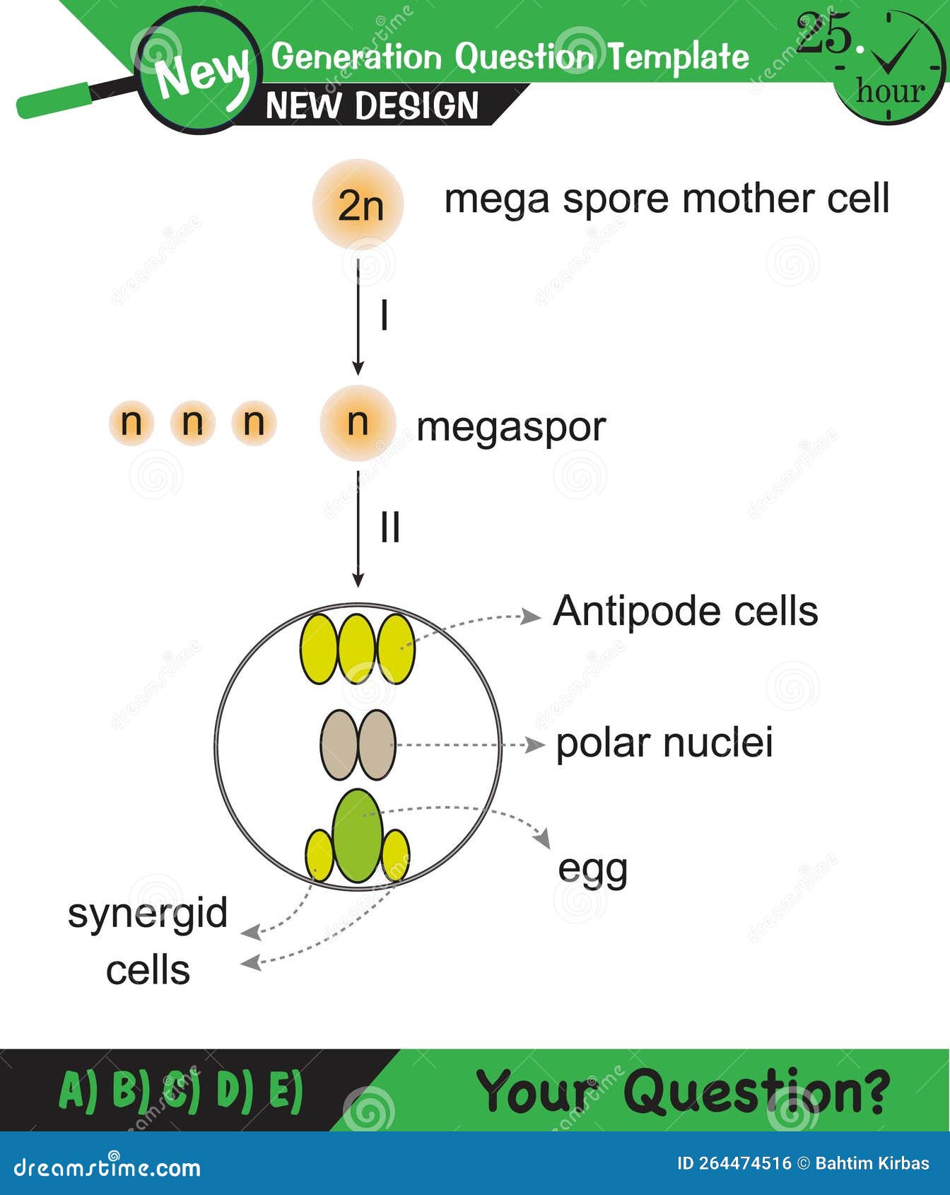 Biology - Lecture Notes, Plant Physiology Stock Illustration ...