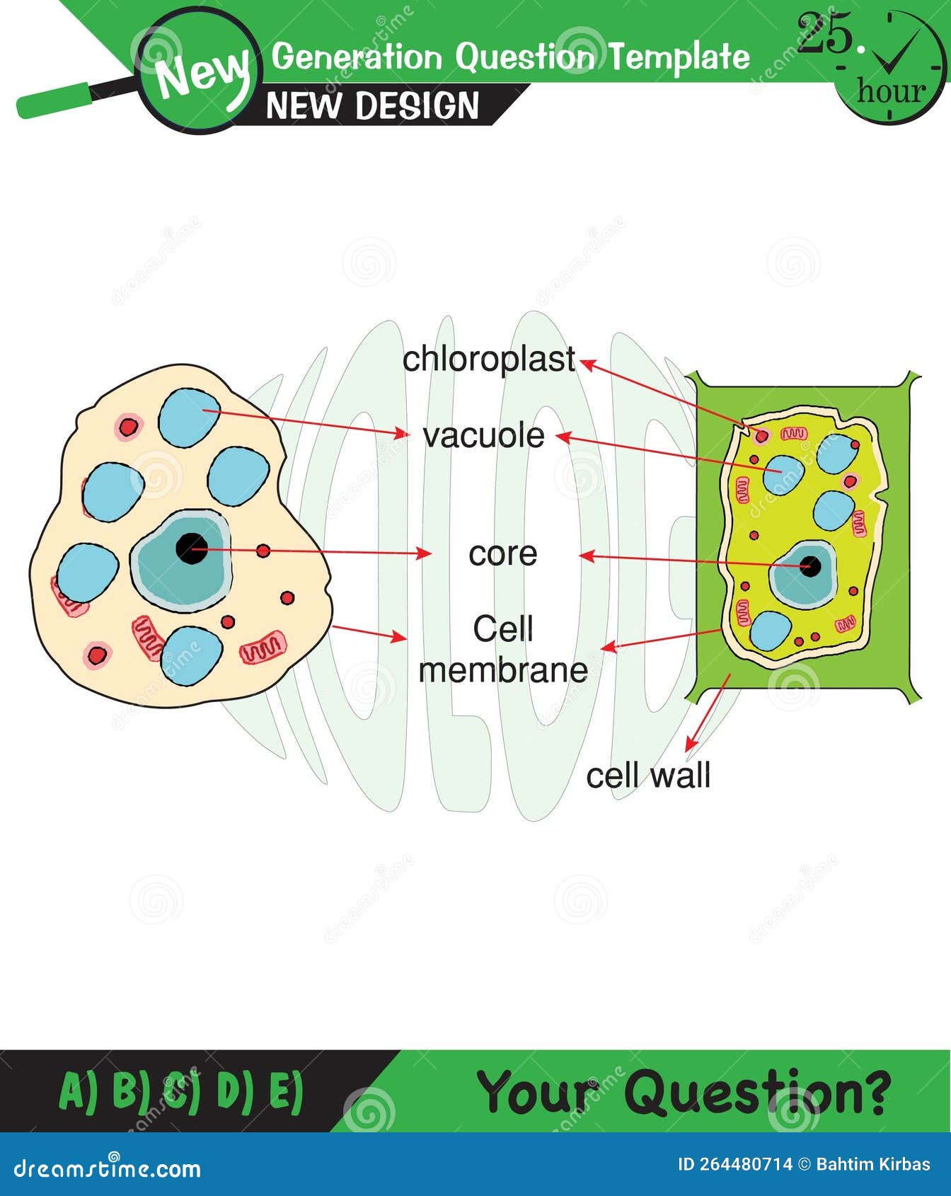 Biology Lecture Notes, Structure of Plant and Animal Cells, Next ...