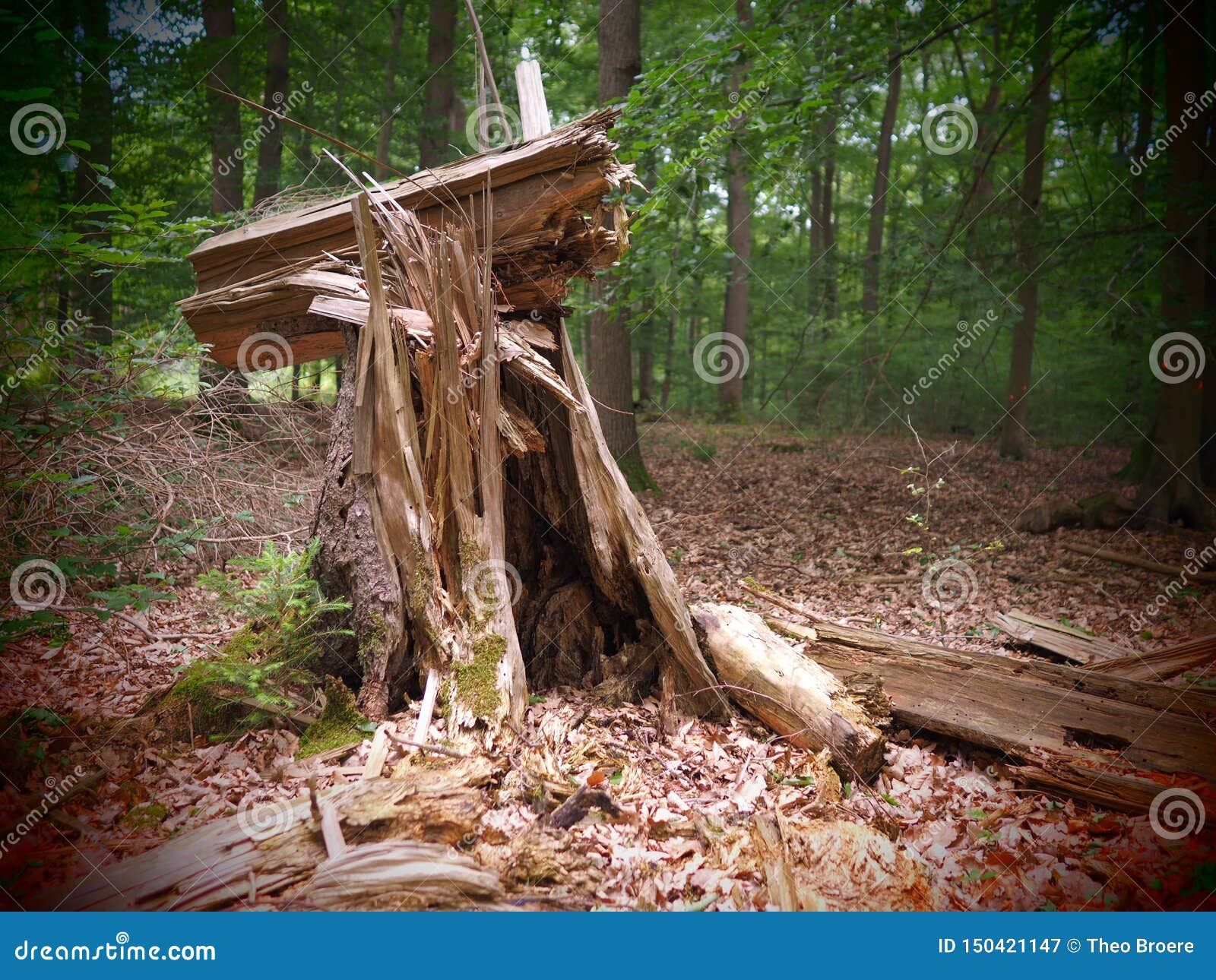 Bizarre and Broken Tree Stump in a Forrest after a Storm Stock Image ...