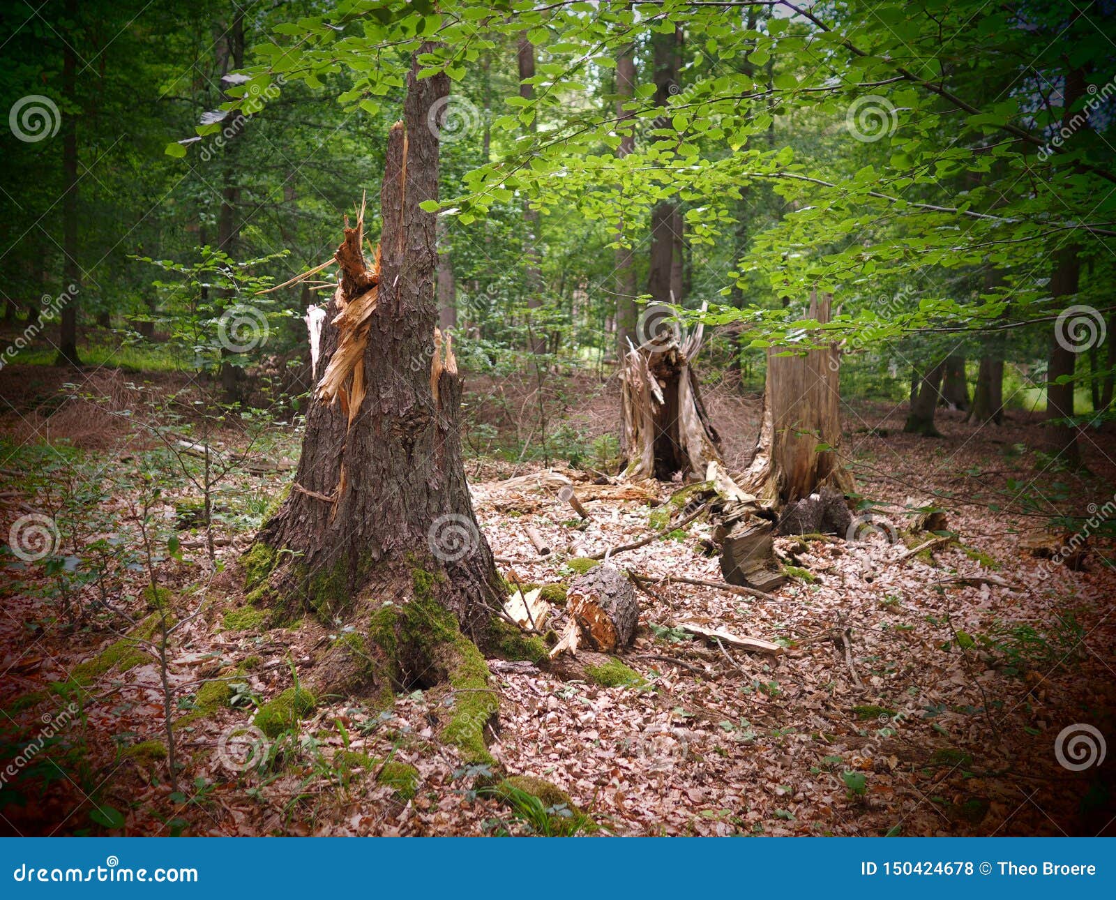 Bizarre and Broken Tree Stumps in a Forrest after a Storm Stock Photo ...