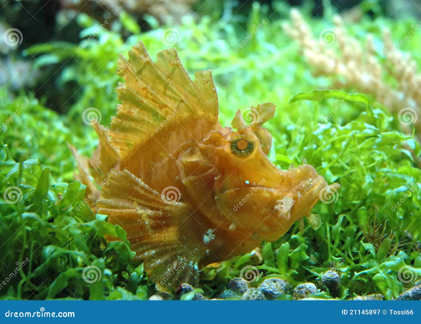 Bizarre Fish stock image. Image of watch, seaweed, industry - 21145897