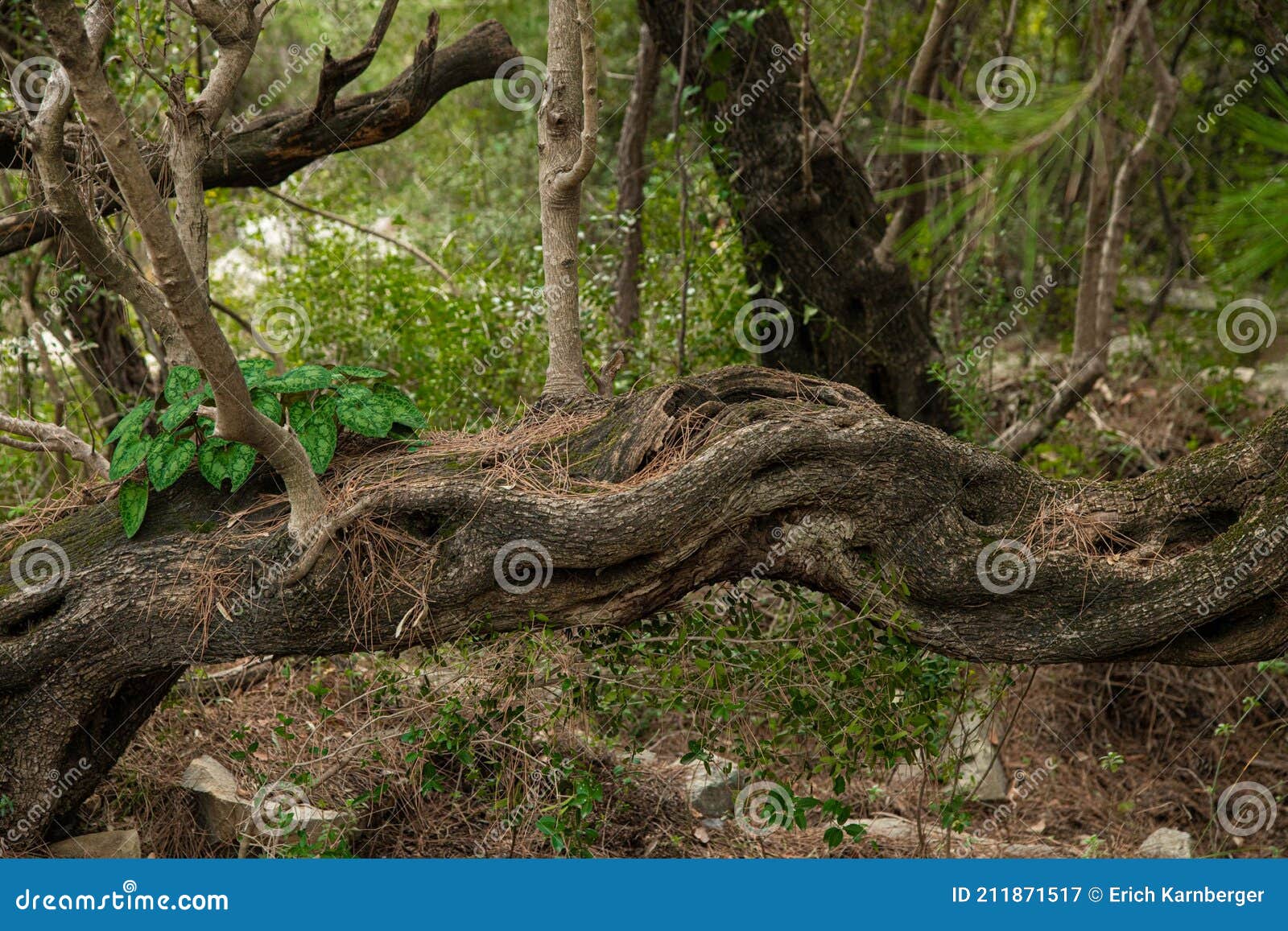 Bizarre Forest Tree Growing Horizontal Stock Image - Image of plant ...