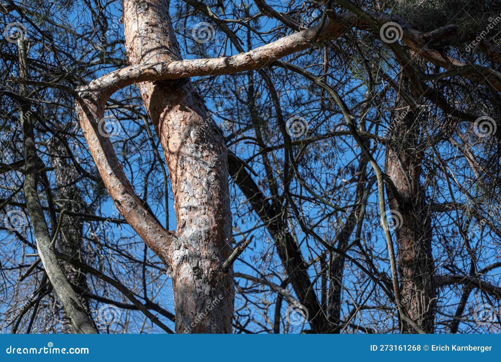 Bizarre tree branch growth stock photo. Image of curved - 273161268