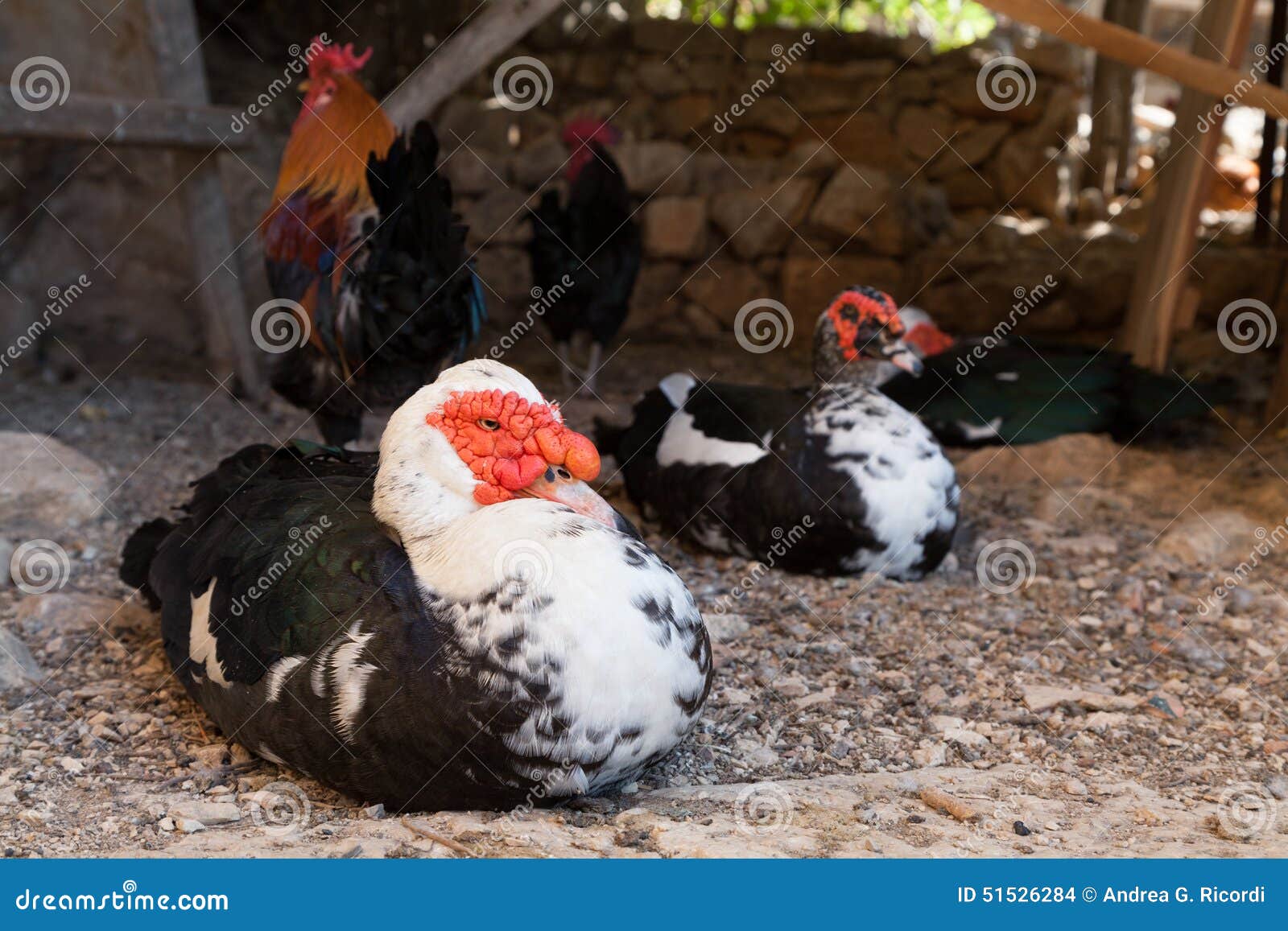 Bizarre Looking Black and White Hen Stock Photo - Image of weird ...