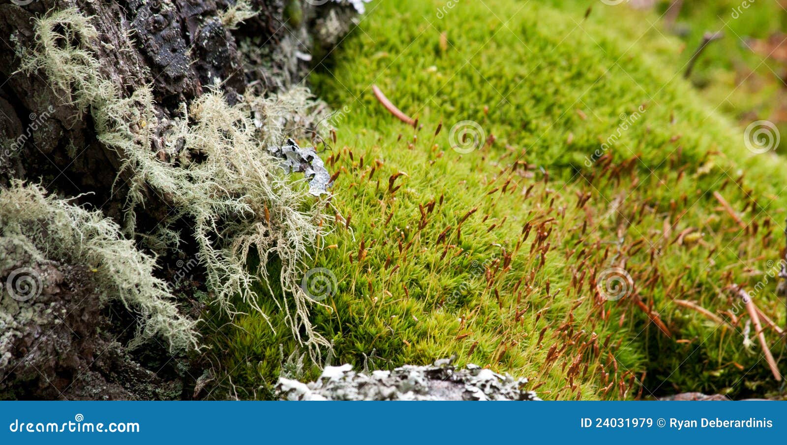 Bizarre Mossy Landscape stock image. Image of orange - 24031979