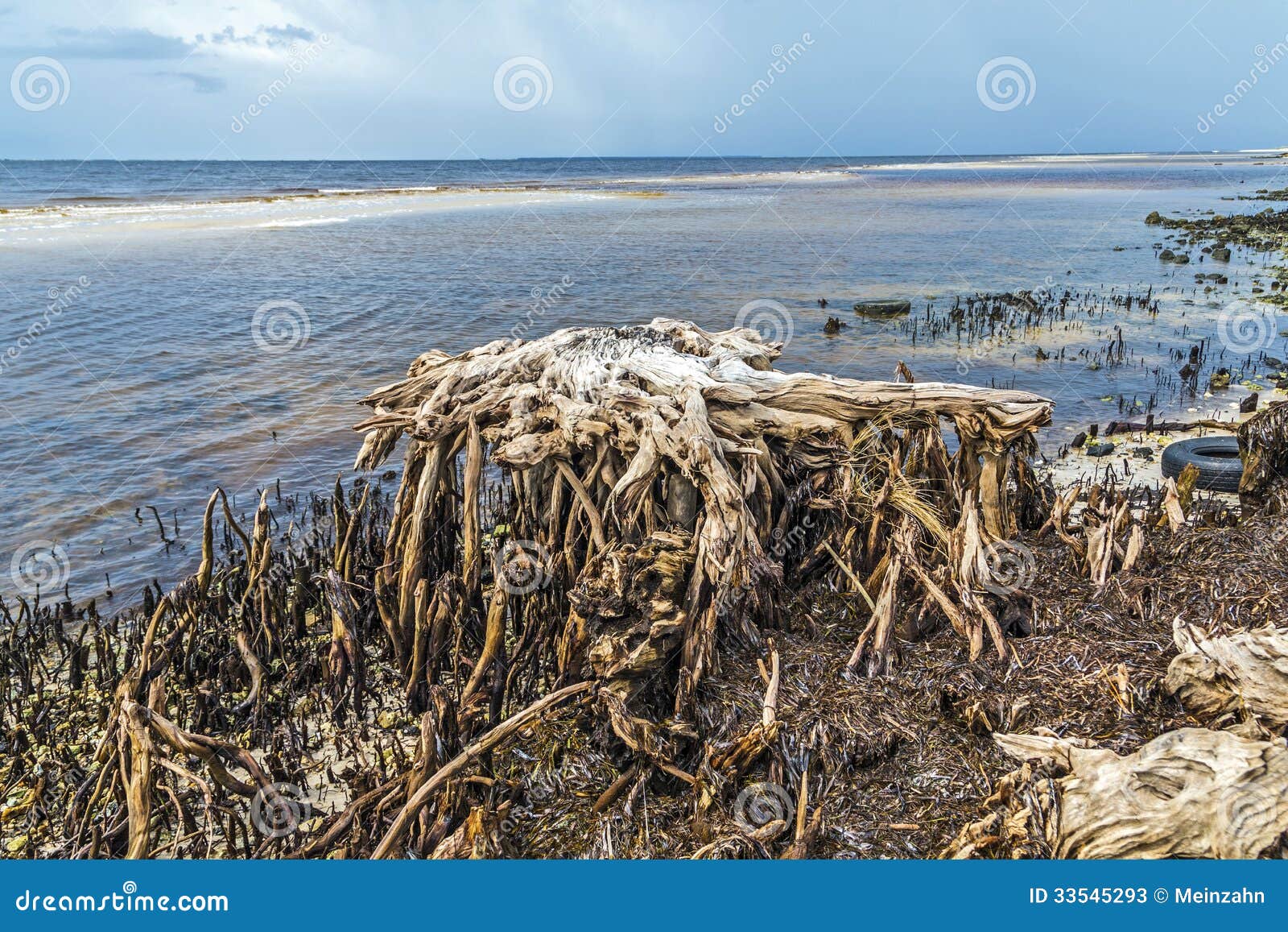 Bizarre Old Rotten Trees at Stock Image - Image of sand, coast: 33545293