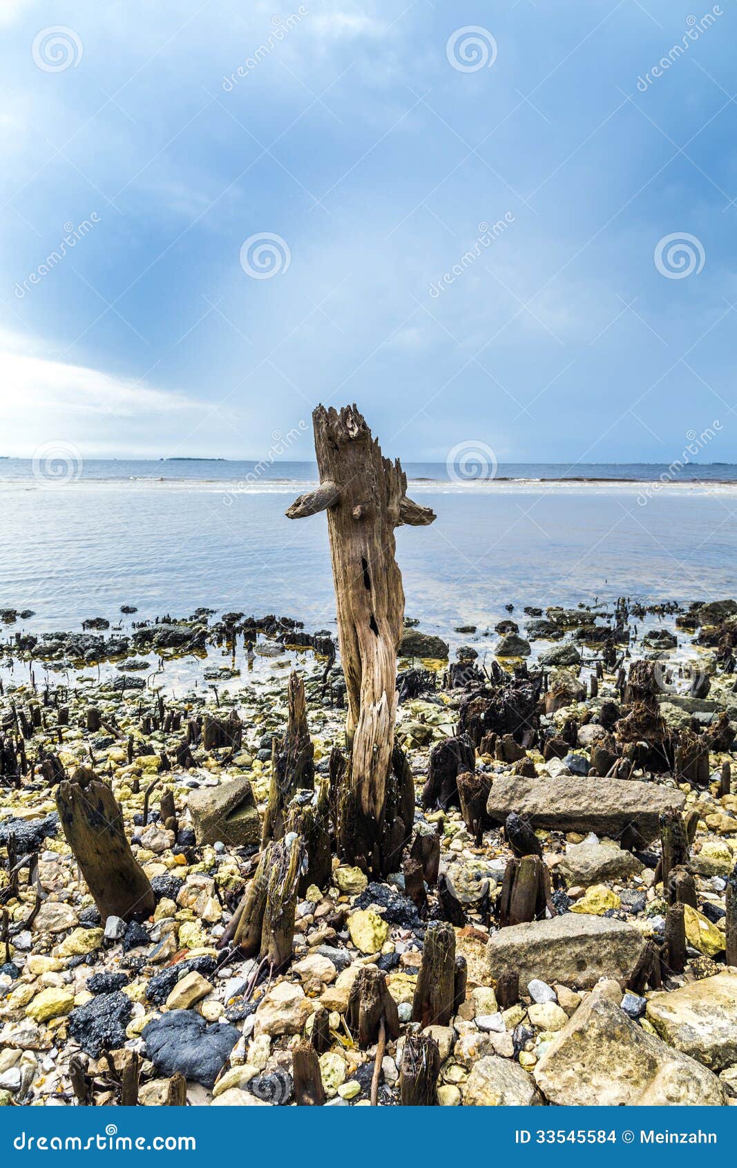 Bizarre Old Rotten Trees at Stock Photo - Image of detail, background ...
