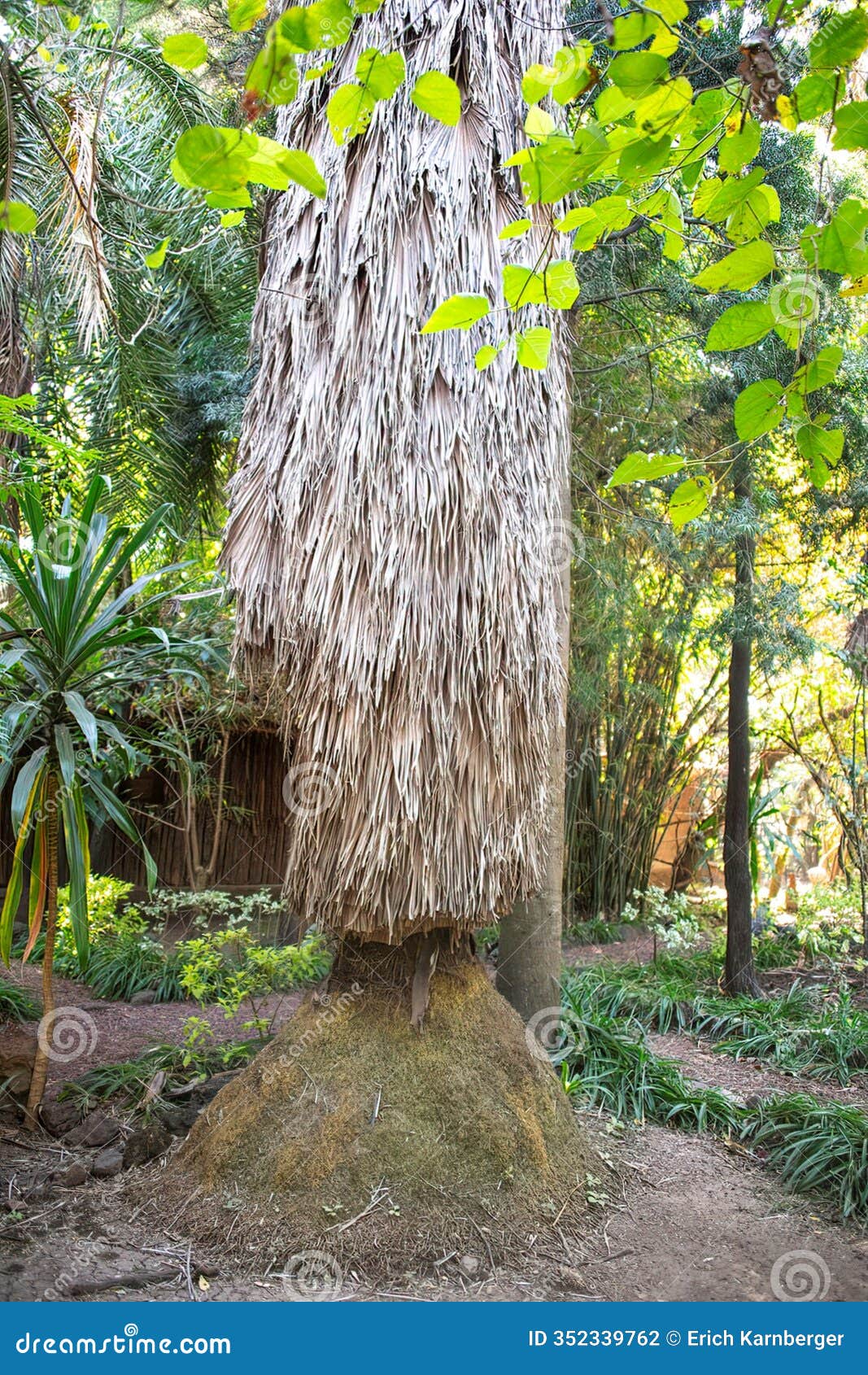 Bizarre Palm Tree in Ethiopia Stock Photo - Image of beautiful, people ...