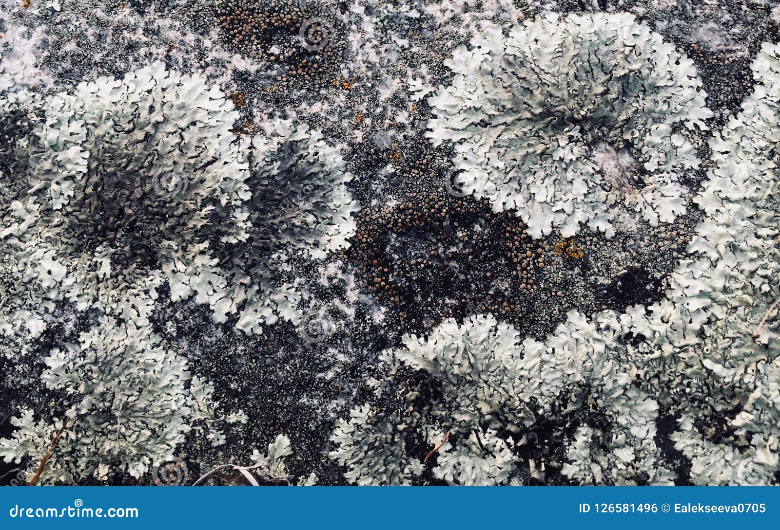 Bizarre Patterns of Forest Moss Stock Photo - Image of natural ...