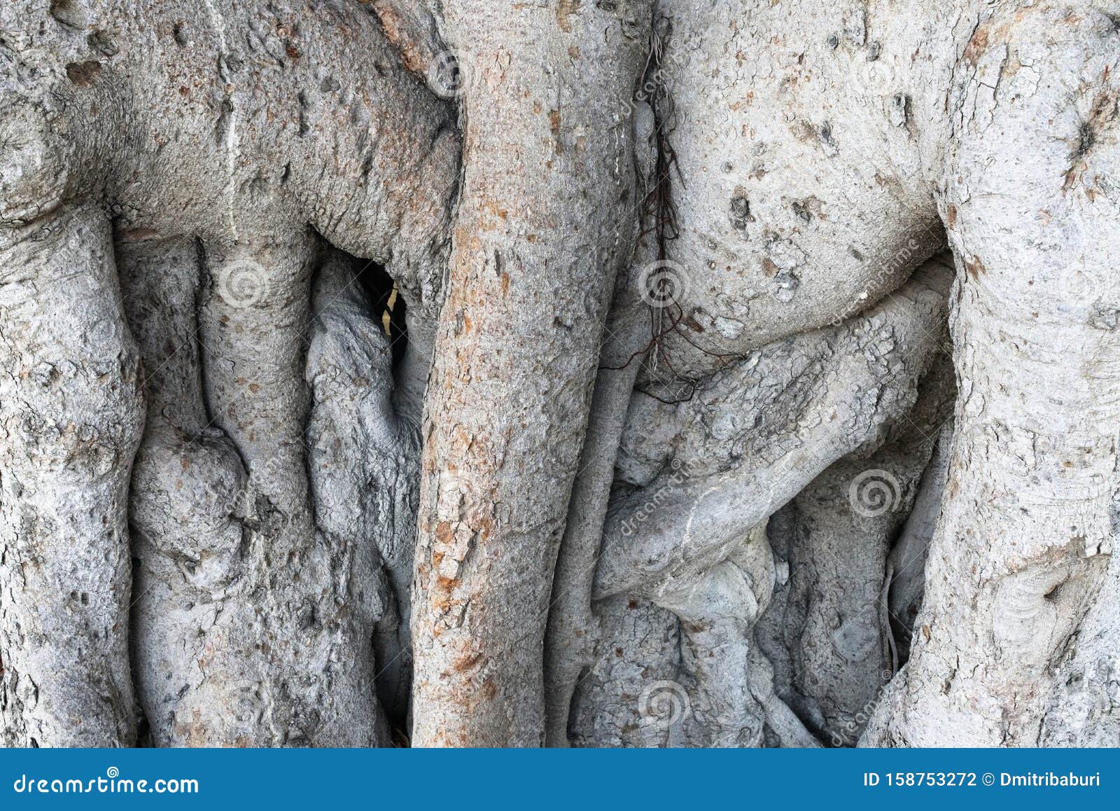 Bizarre Roots of a Dragon Tree As an Interesting Background. Stock ...