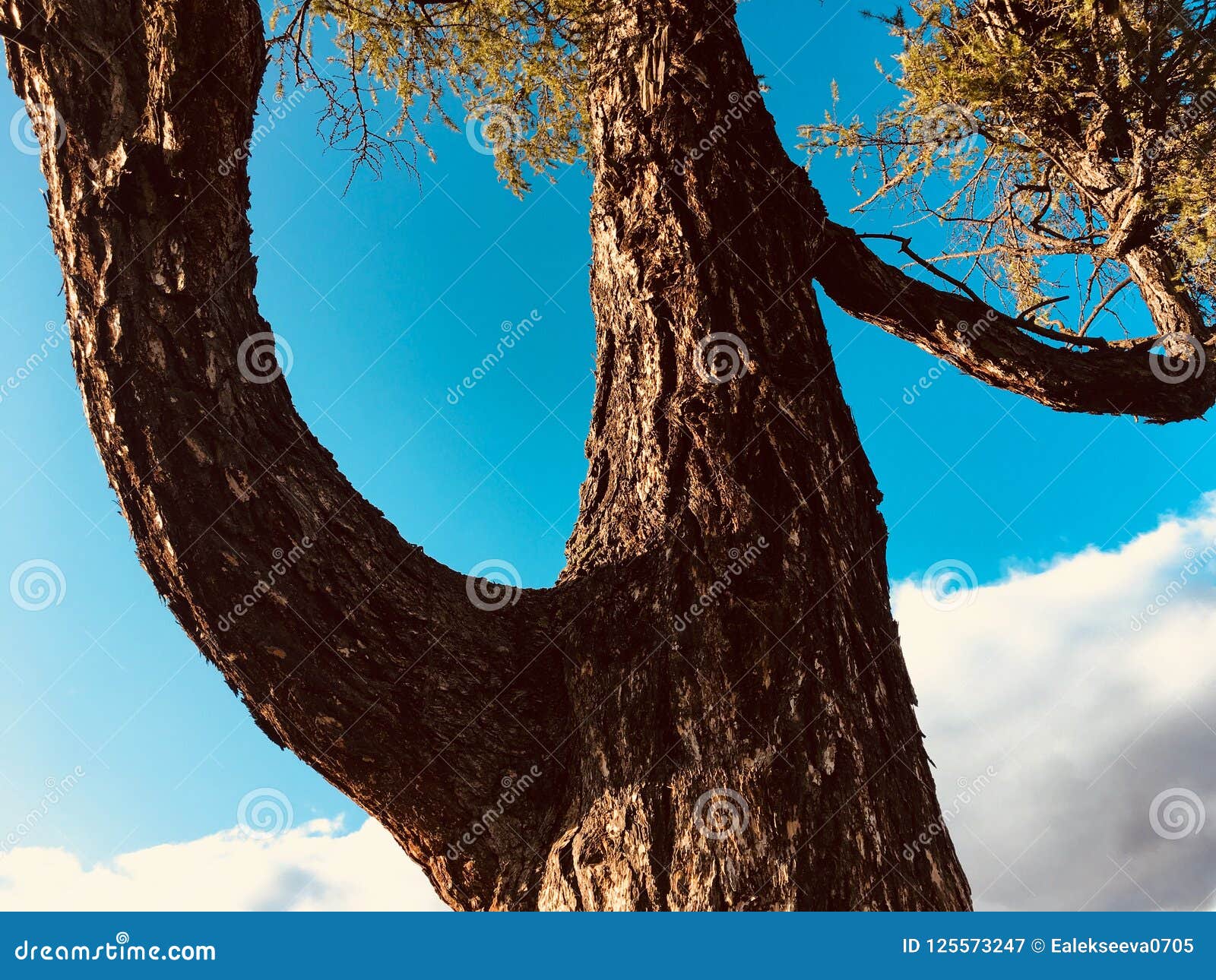 Bizarre Shape of the Larch Tree and Its Bark Stock Image - Image of ...