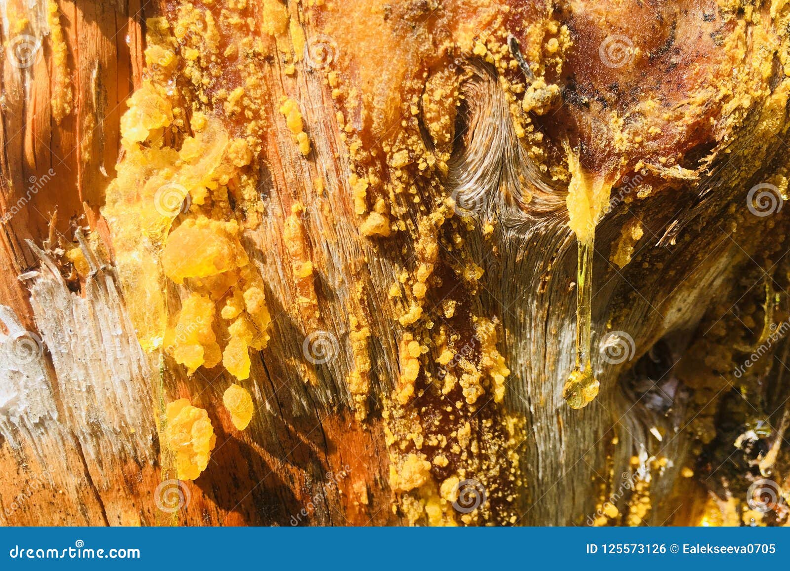 Bizarre Shape of the Larch Tree and Its Bark Stock Photo - Image of ...