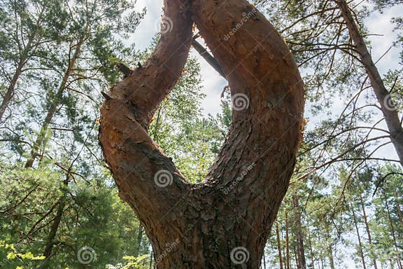 Bizarre Shape of Tree Trunk. a Tree Trunk Divided into Two Stock Photo ...