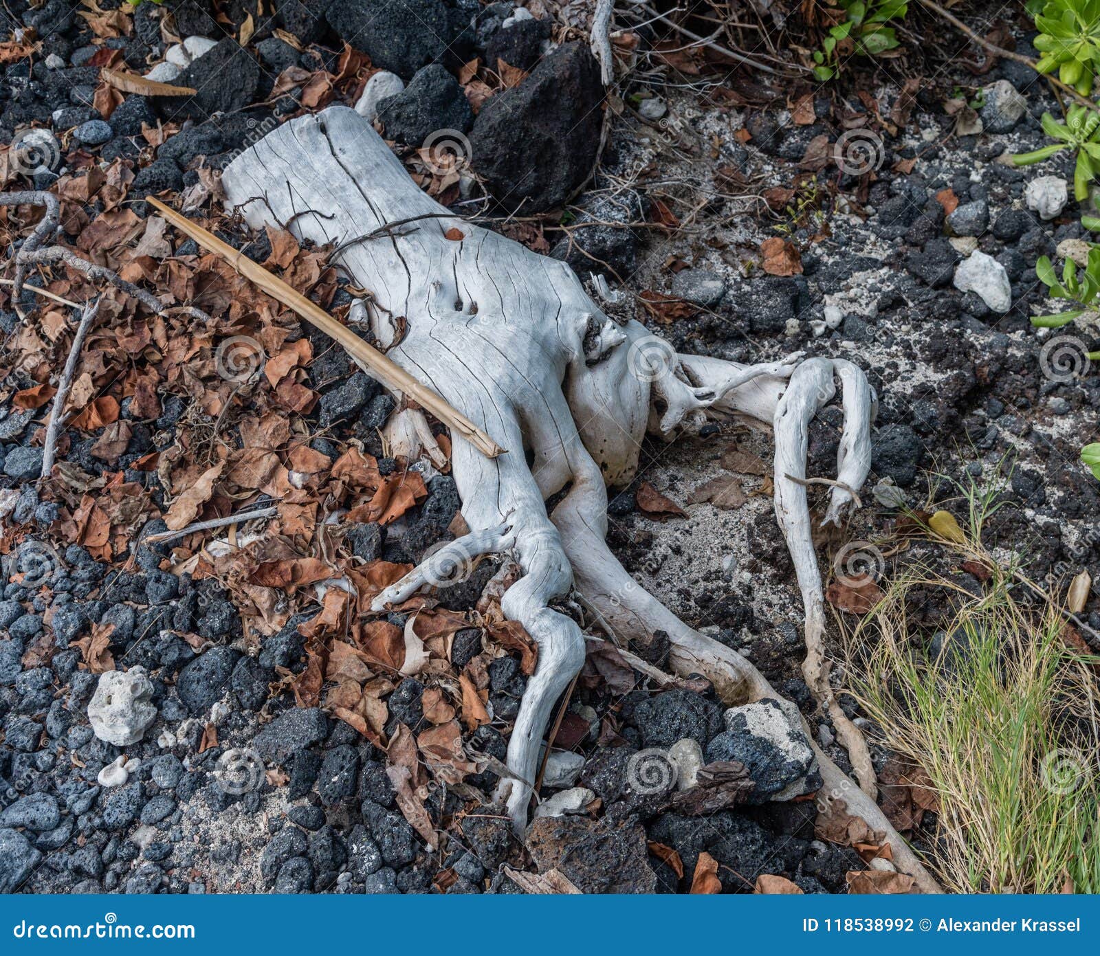 Bizarre Whitewashed Tree Stump At The Kohala Coast At The Big Island Of ...