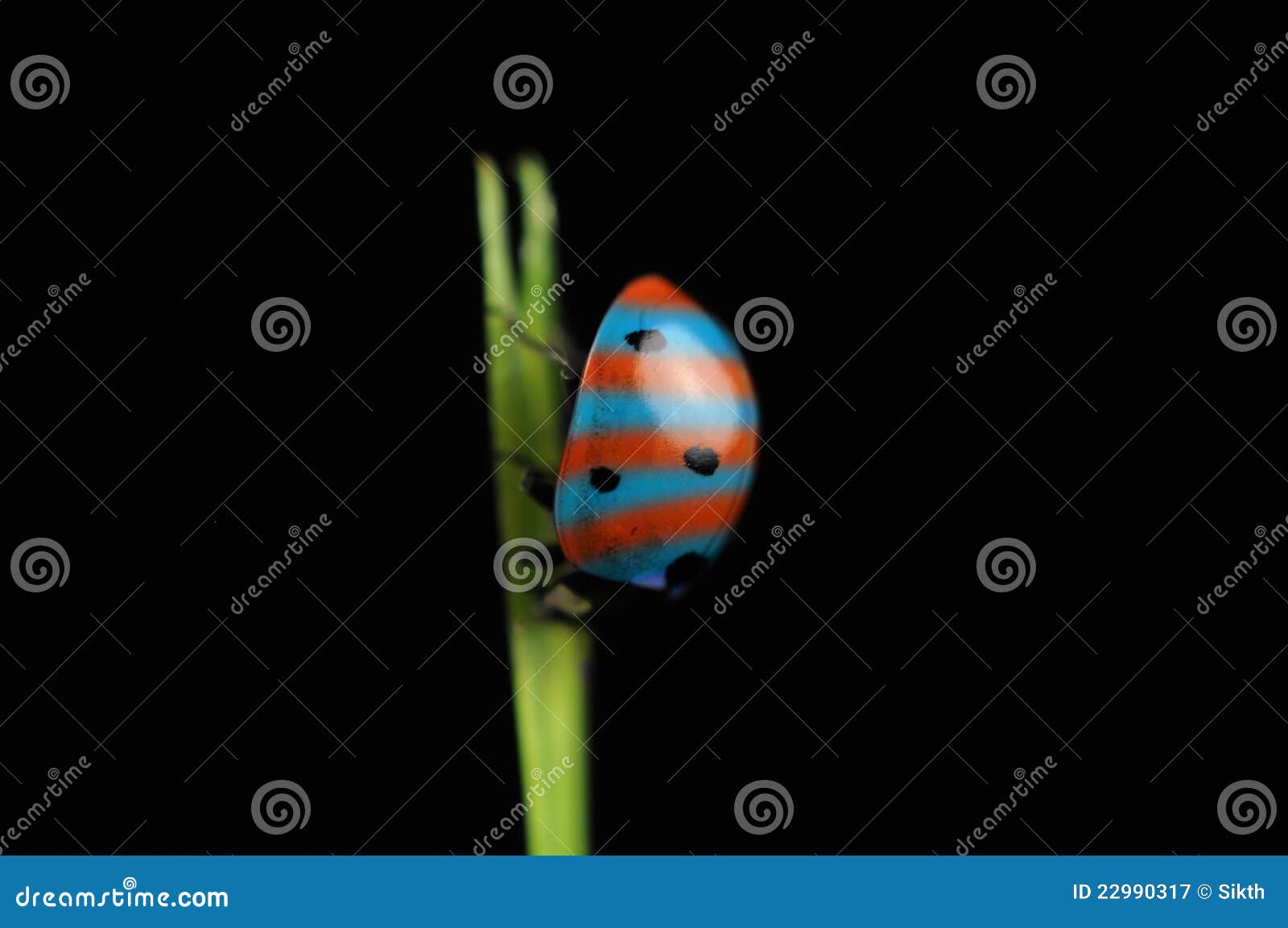 Bizarre Striped Ladybird (Ladybug) on Grass Stock Image - Image of ...