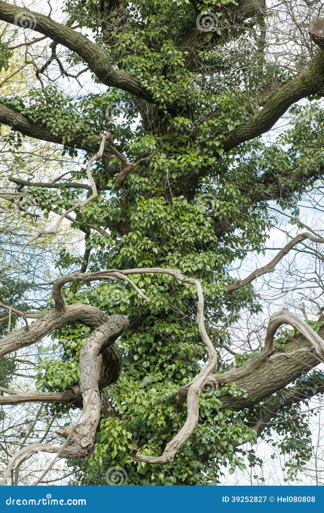 Bizarre Tree Covered with Ivy. Ivy Creeping Up Old Tree Trunk. Stock ...