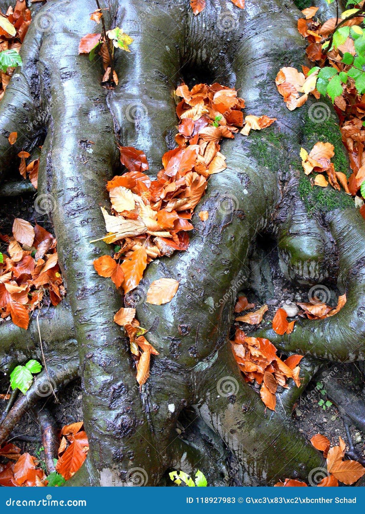 Bizarre Tree Root Full of Autumn Leaves Stock Image - Image of autumn ...