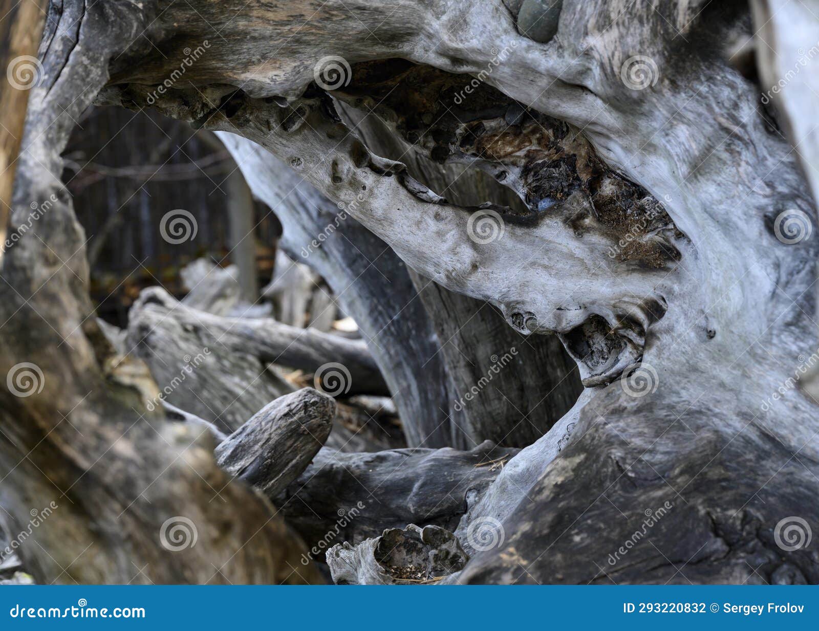 The Bizarre Twists of the Roots of a Snag of a Felled Tree Stock Photo ...