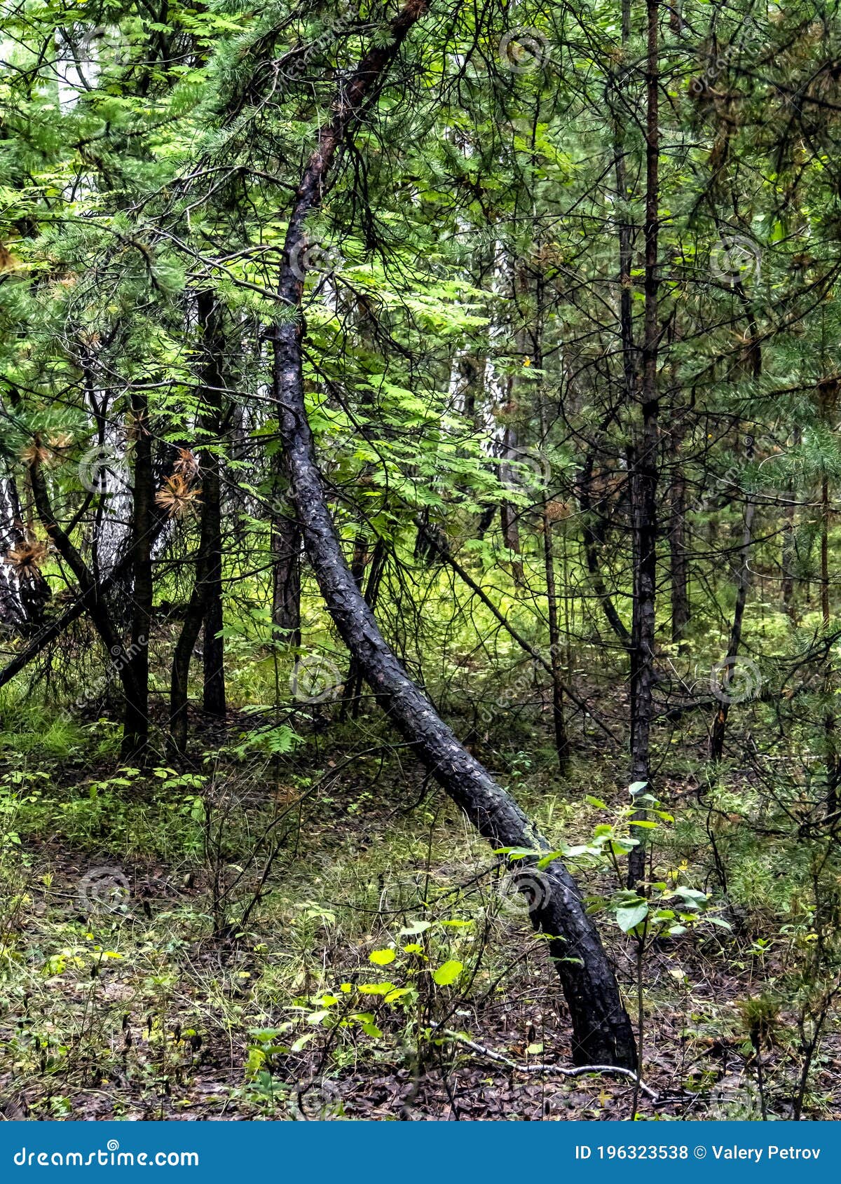 Bizarrely Curved Trunk of a Young Pine Tree in a Mixed Forest Stock ...