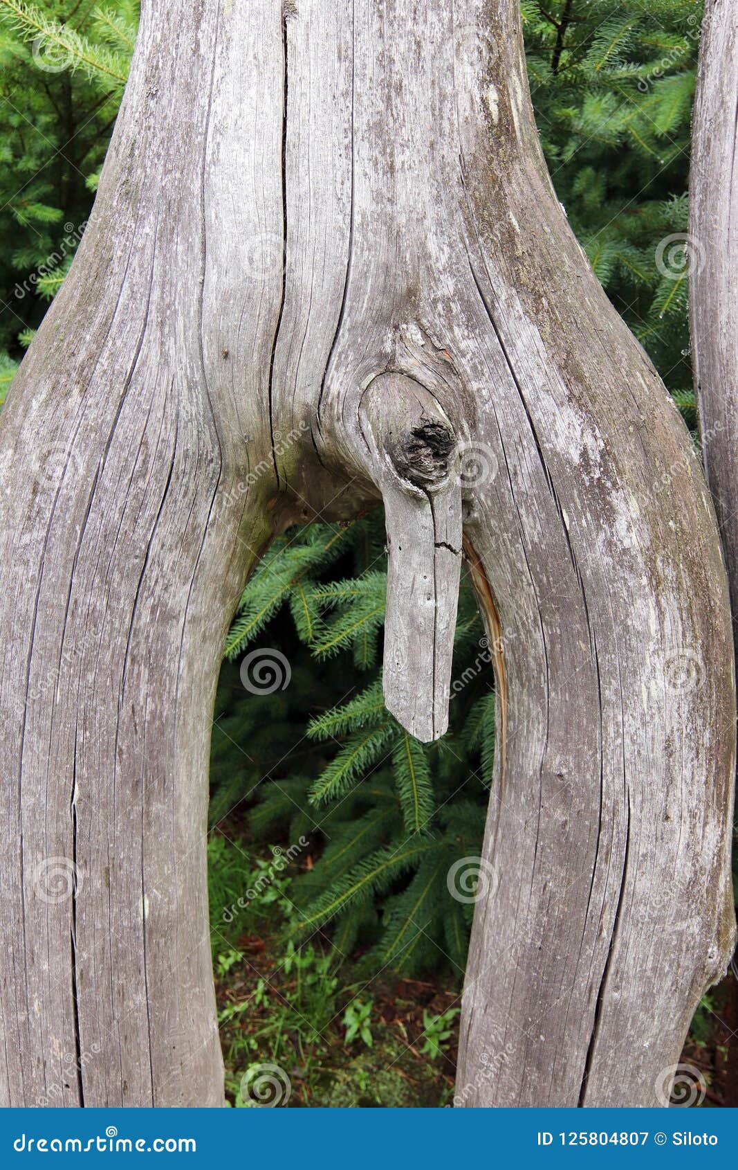 Bizarrely Formad Trädfilial Som Ser Som En Fallos Fotografering för ...