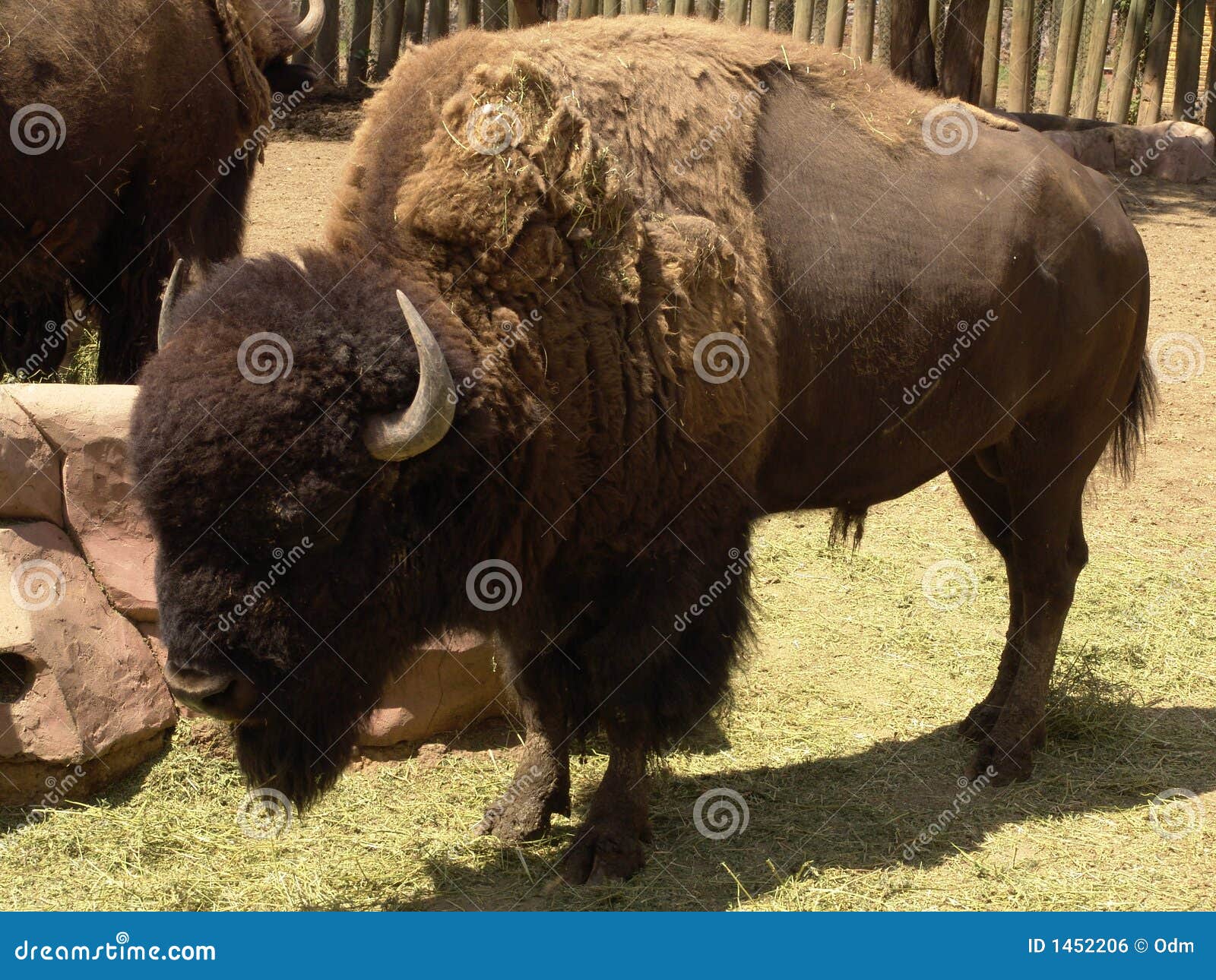 Bizon stock foto. Image of wild, zoölogisch, onbeschoft - 1452206