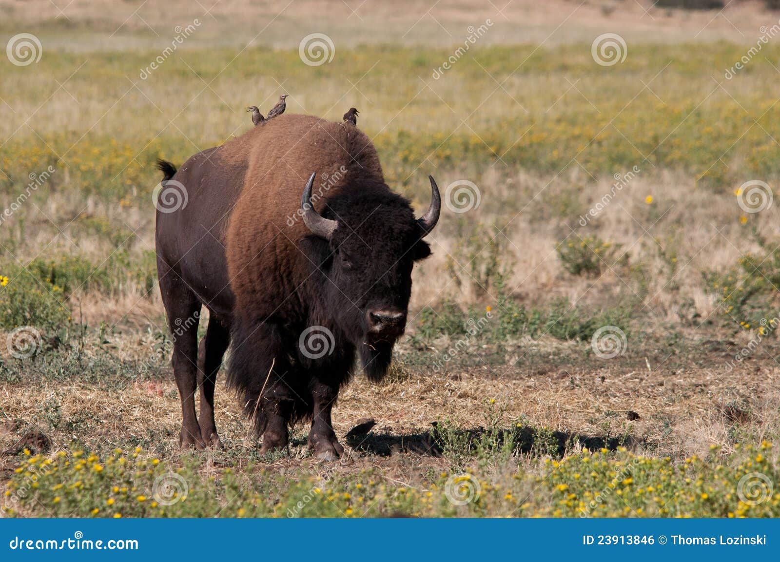 Bizon stock foto. Image of wild, bizon, alternatief, buffels - 23913846