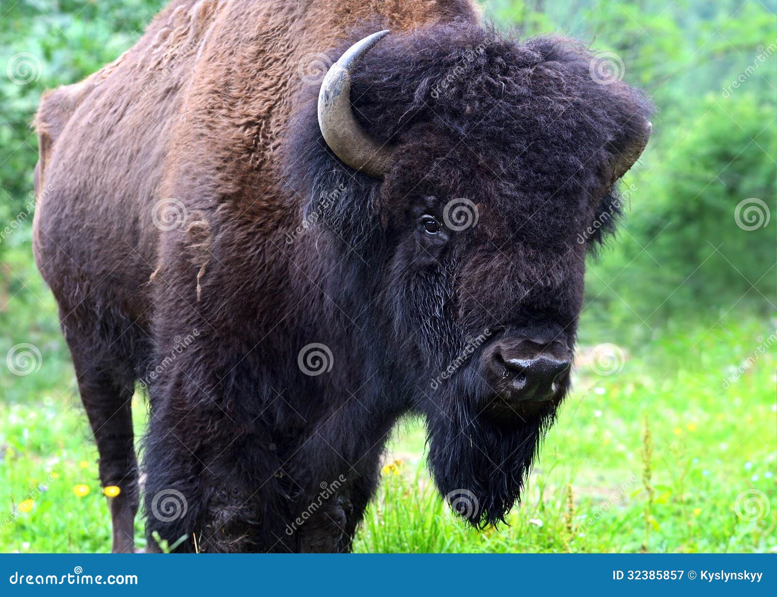 Bizon stock afbeelding. Image of ogen, dier, leefgebied - 32385857