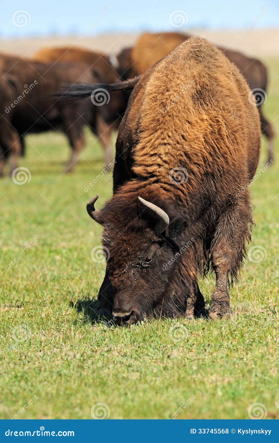 Bizon stock foto. Image of prairie, flora, weiland, buffels - 33745568