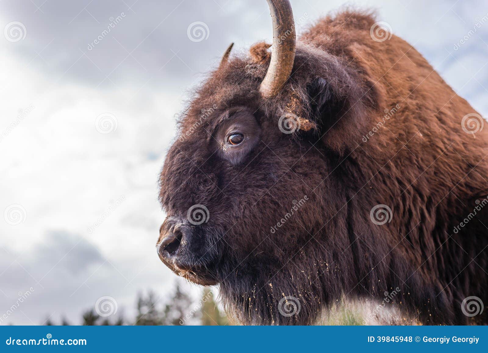 Bizon stock foto. Image of europa, zoogdieren, bont, hoofd - 39845948