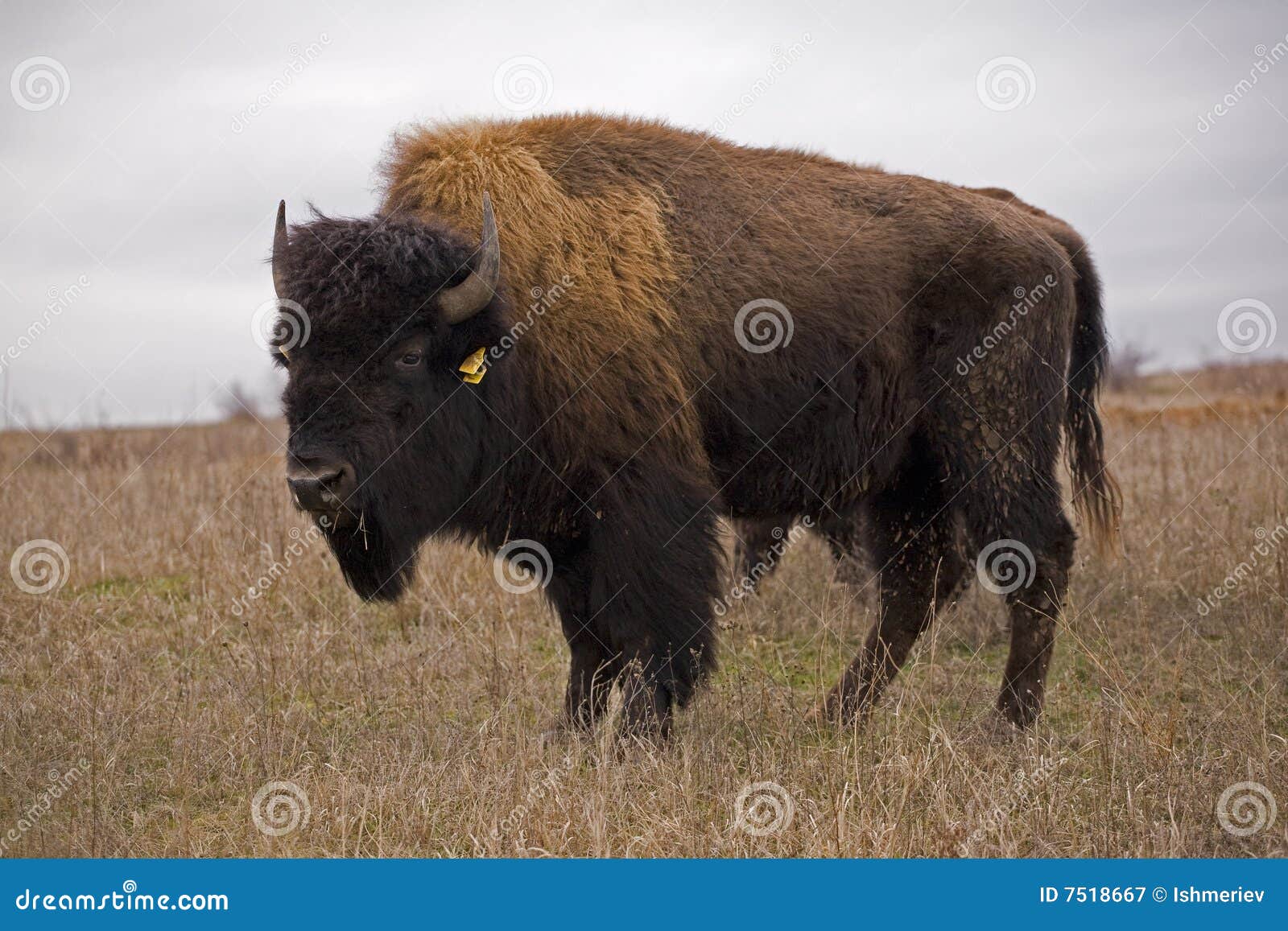 Bizon stock afbeelding. Image of amerikaans, zoogdier - 7518667