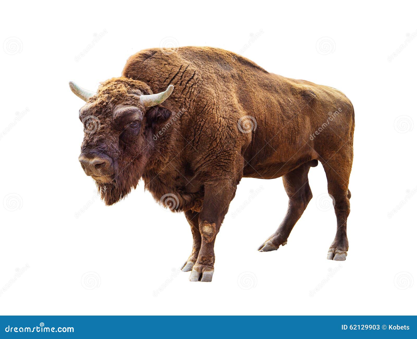 Bizon Op Wit Wordt Geïsoleerd Dat Stock Afbeelding - Image of europees ...