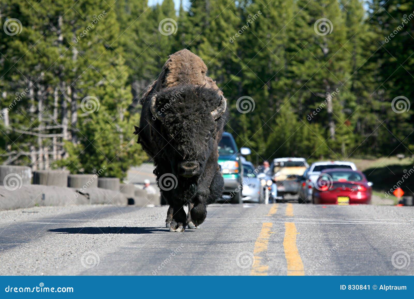 Bizon in Yellowstone Nationaal Park Stock Afbeelding - Image of ... Bizon in Yellowstone Nationaal Park Stock Afbeelding - Image of ...