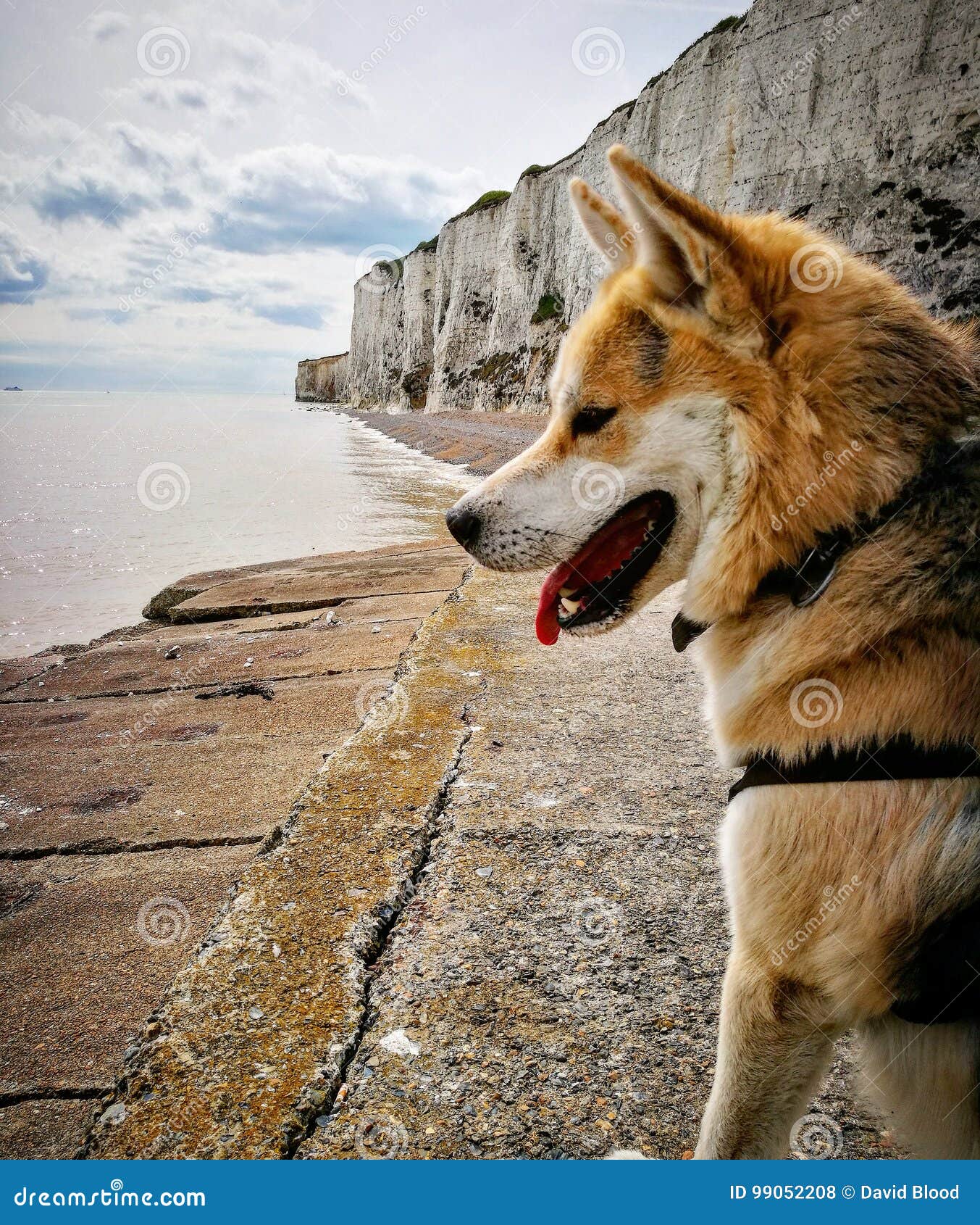Cliff dog stock photo. Image of dover, white, cliff, bjorn - 99052208