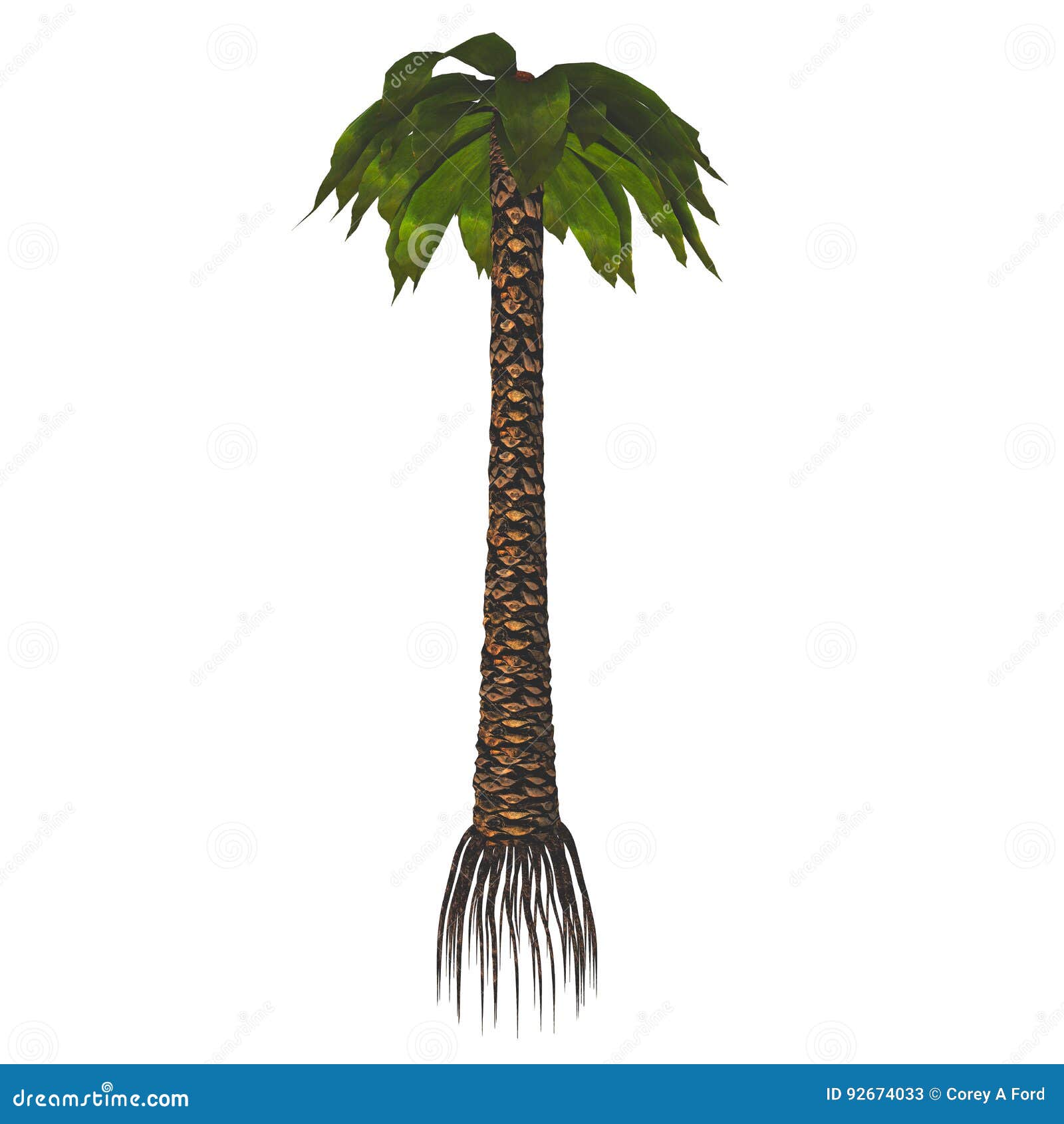 Cycadale Stock Illustrations – 5 Cycadale Stock Illustrations, Vectors ...