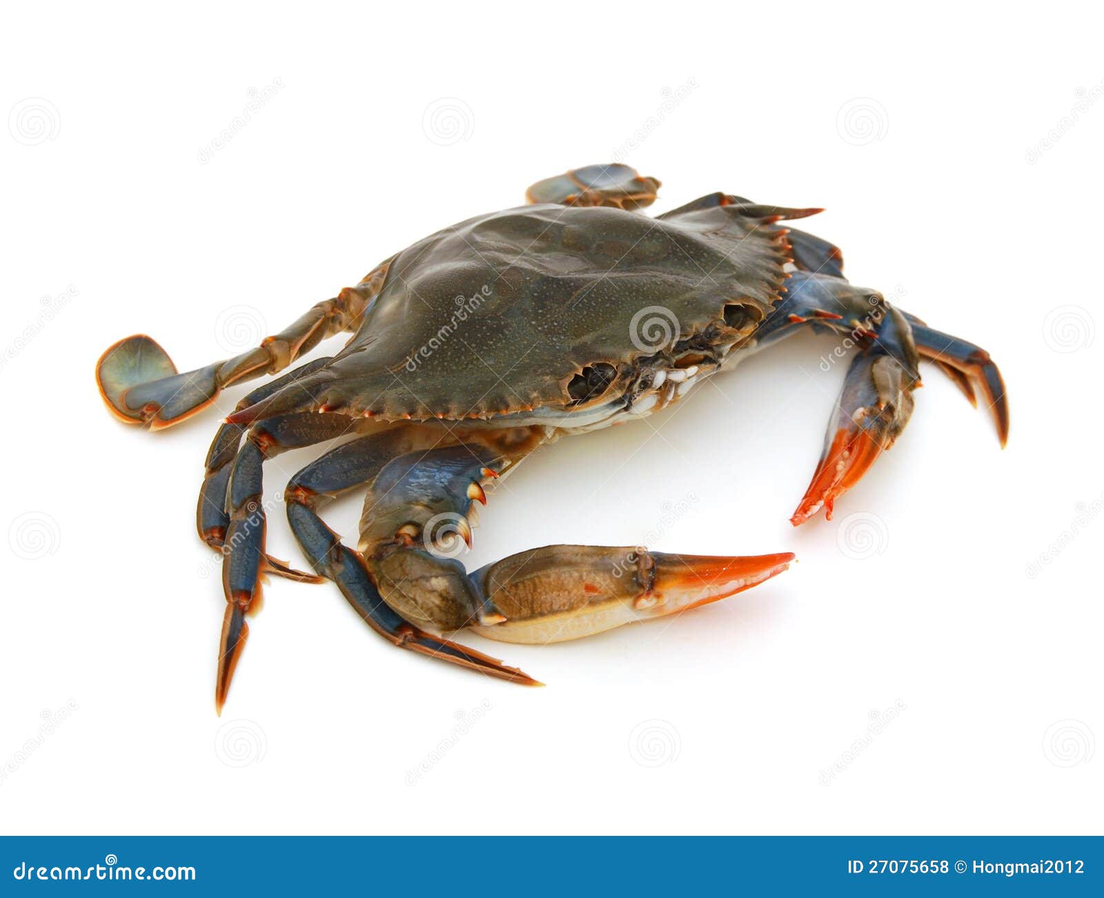 Blå Krabba Royaltyfria Foton - Bild: 27075658