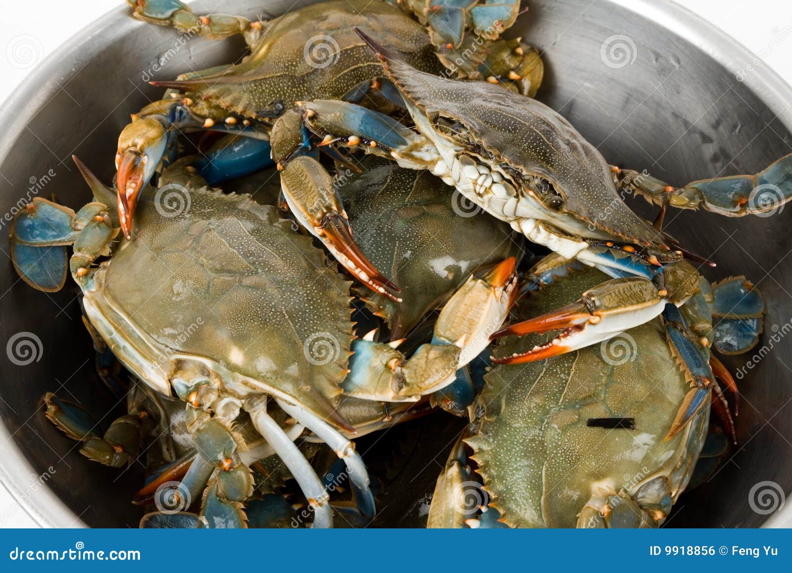 Blå krabba arkivfoto. Bild av jordluckrare, krabba, skaldjur - 9918856