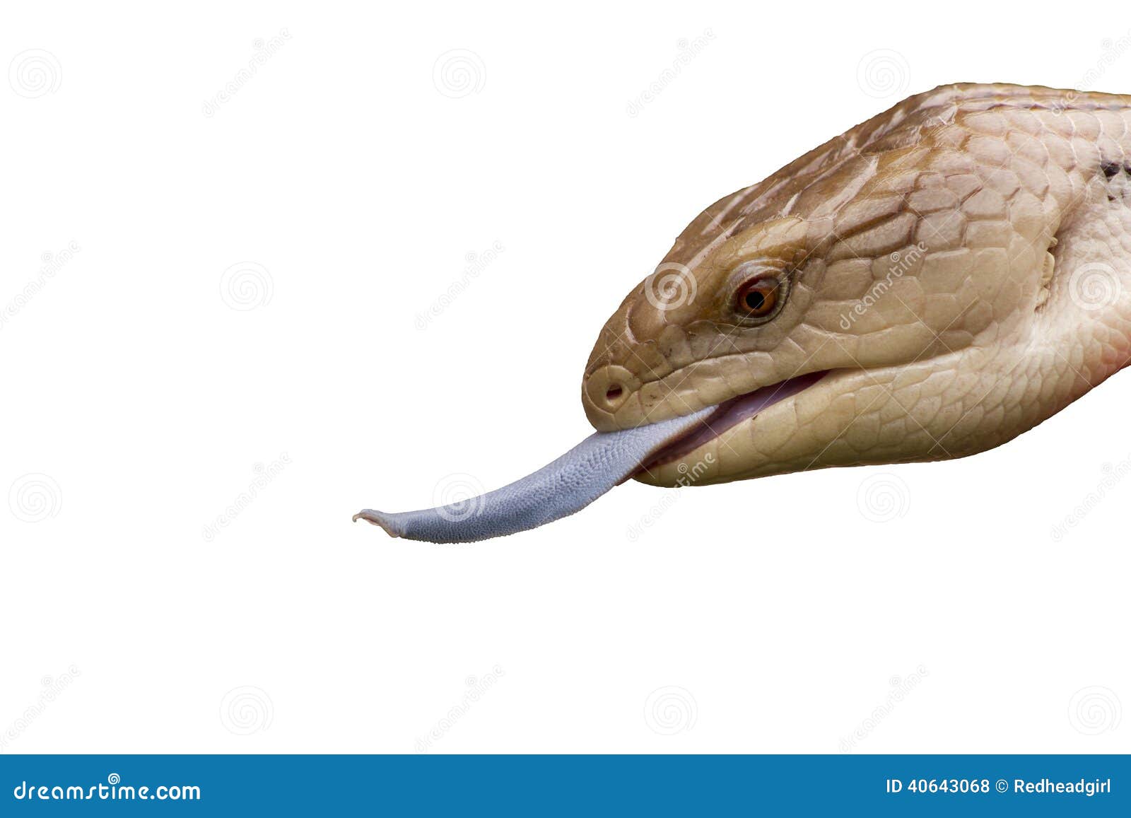 Blå Tunga Skink Med Tungan Ut Arkivfoto - Bild av reptil, vitt: 40643068