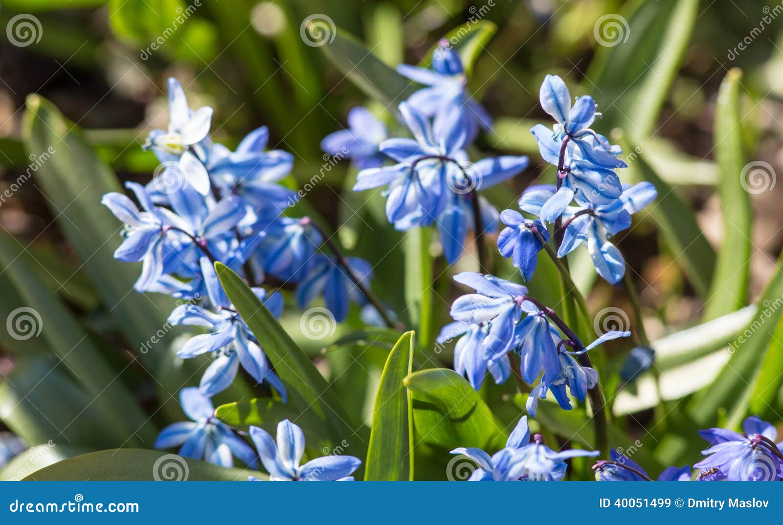 Blåa vårblommor fotografering för bildbyråer. Bild av leaf - 40051499