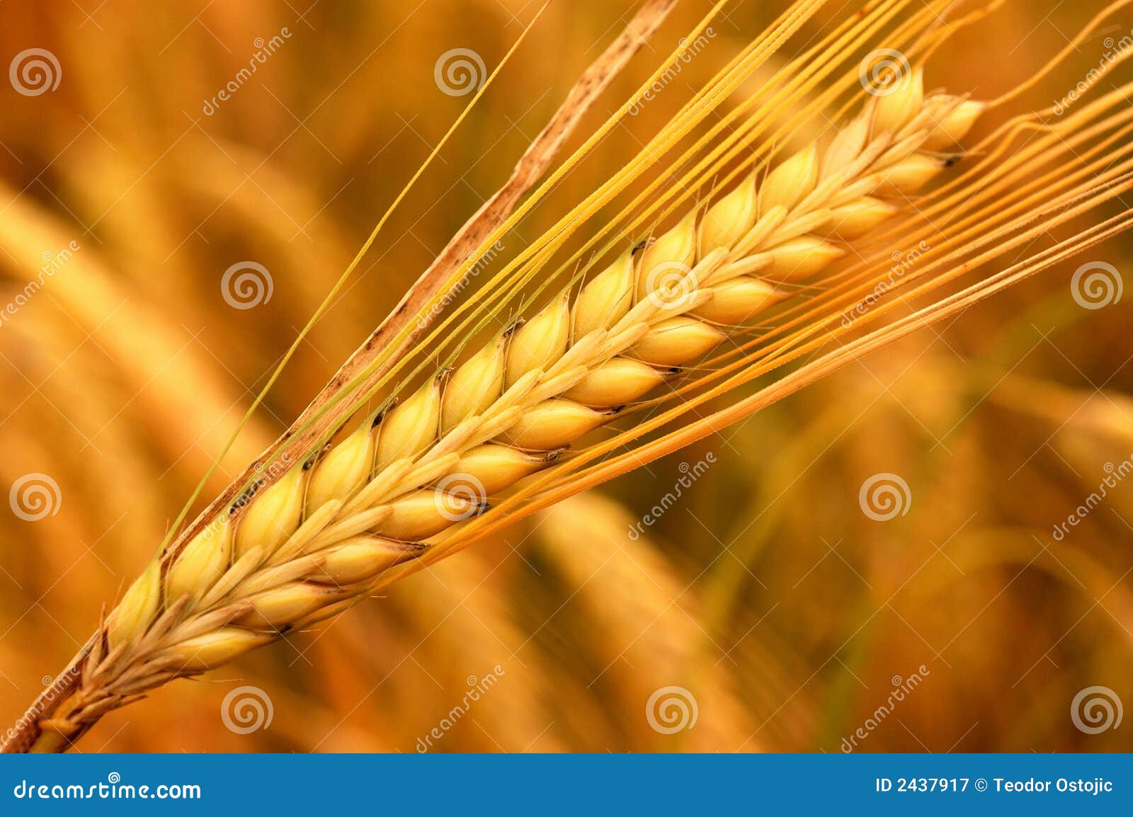 Blé image stock. Image du nourriture, sort, ferme, graine - 2437917