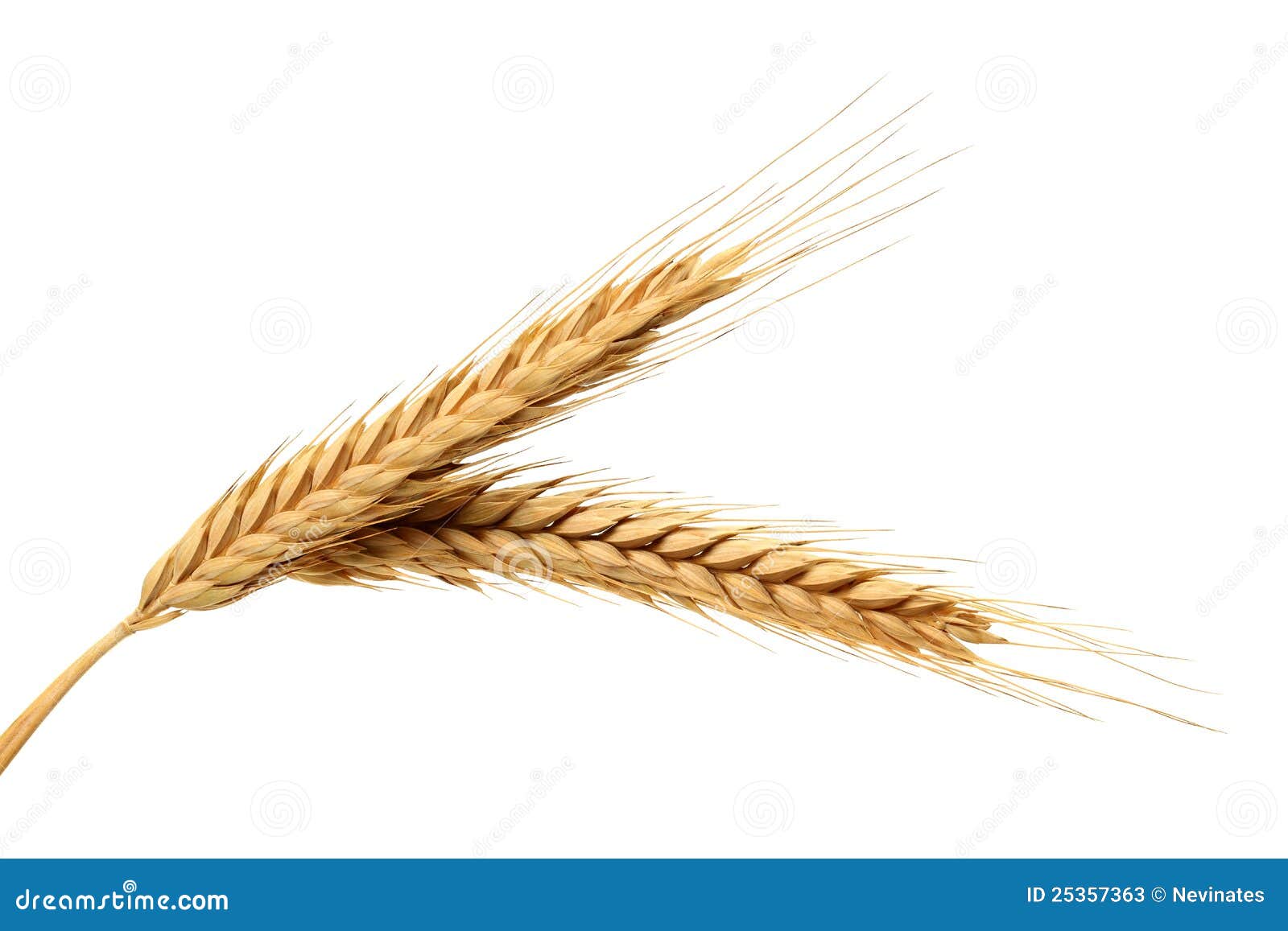 Blé image stock. Image du flore, moisson, accroissement - 25357363