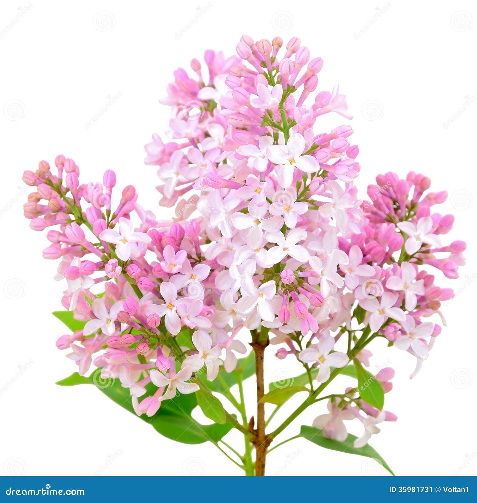 Blühen Der Rosa Flieder (Syringa) Stockbild - Bild von blumenblatt ...