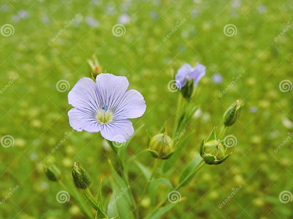 Blühende Flachspflanze stockbild. Bild von schön, sommer - 42550937