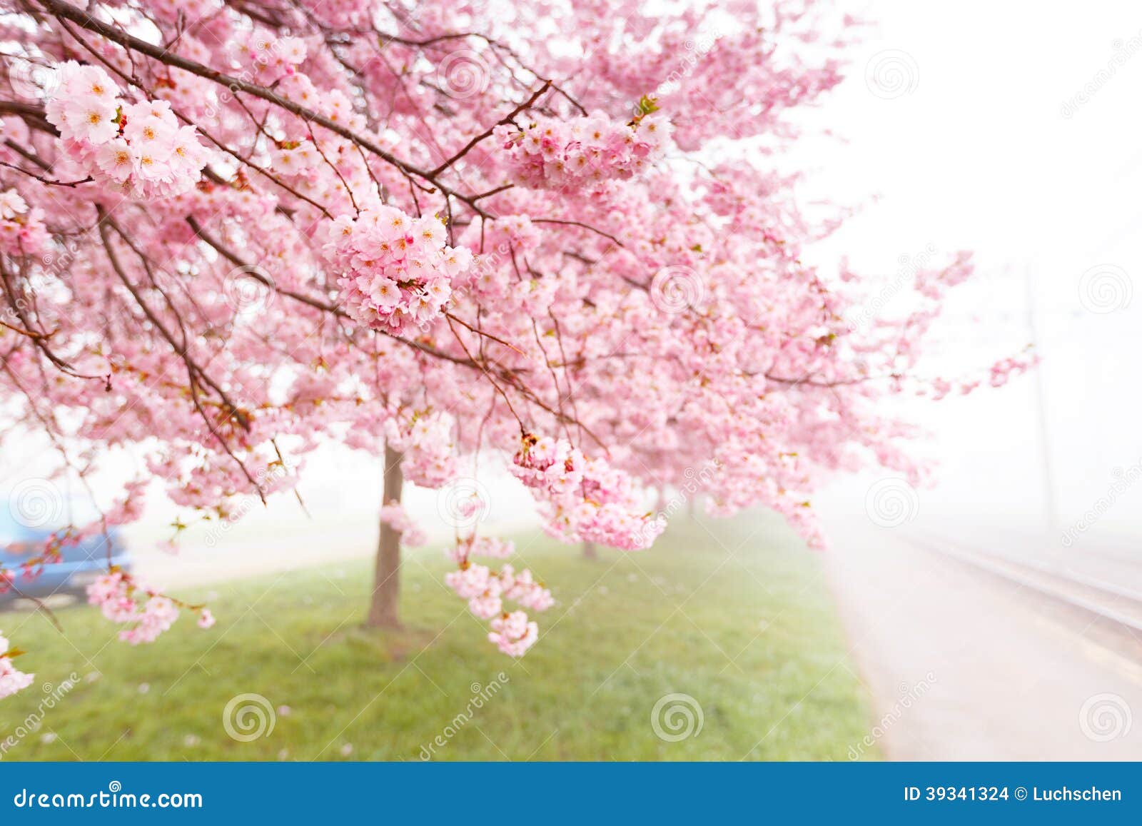 Blühende Kirsche, Kirschblüte-Bäume Stockfoto - Bild von japanisch ...