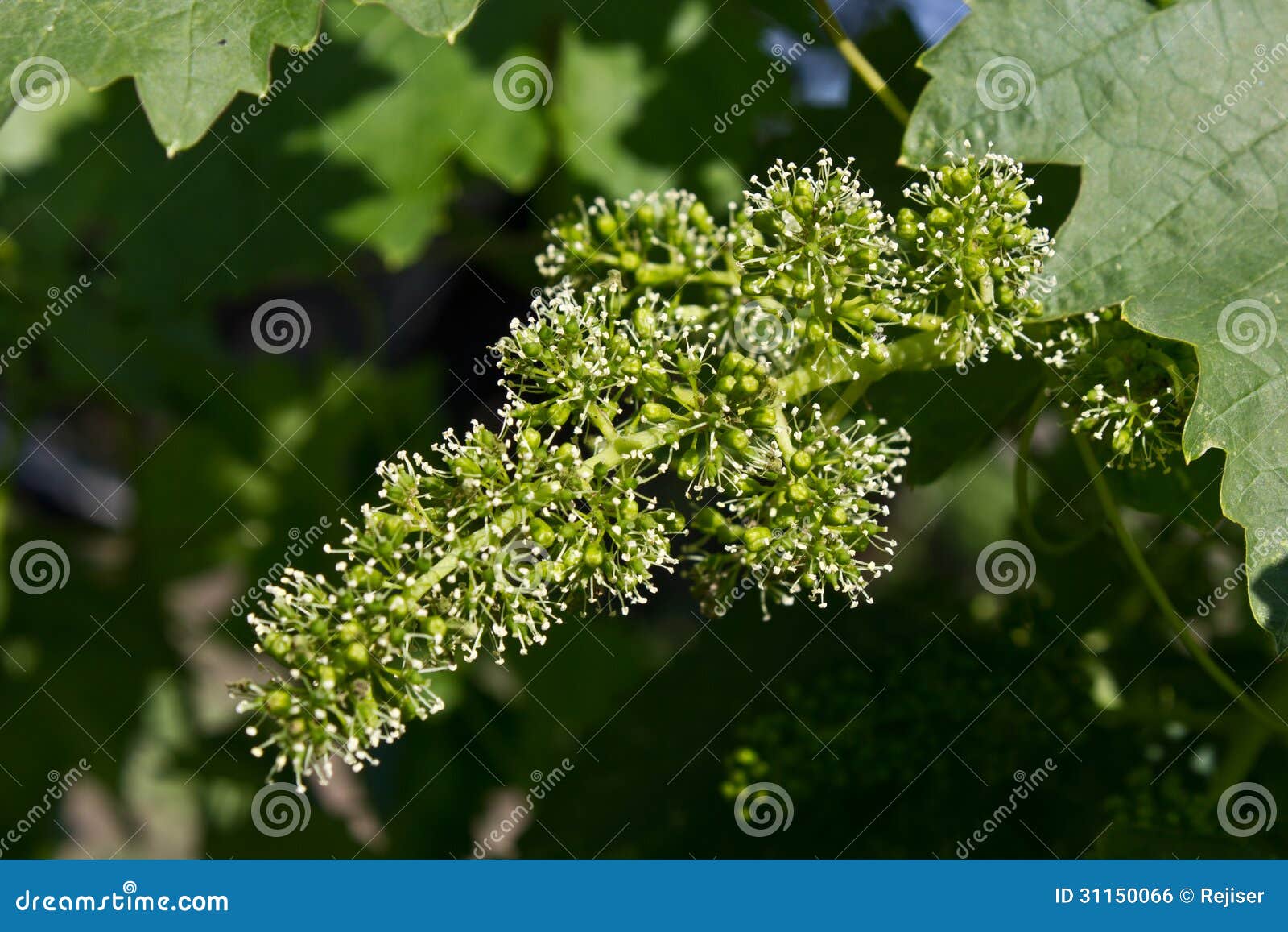 Blühende Reben. stockfoto. Bild von bündel, blumen, garten - 31150066