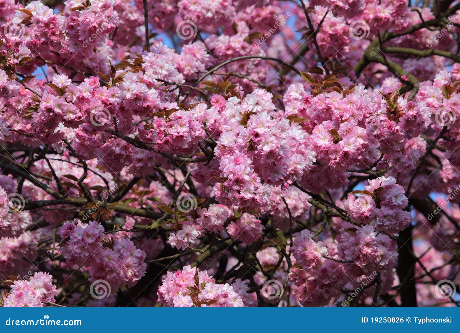 Blühender Kirschbaum stockfoto. Bild von blüte, park - 19250826