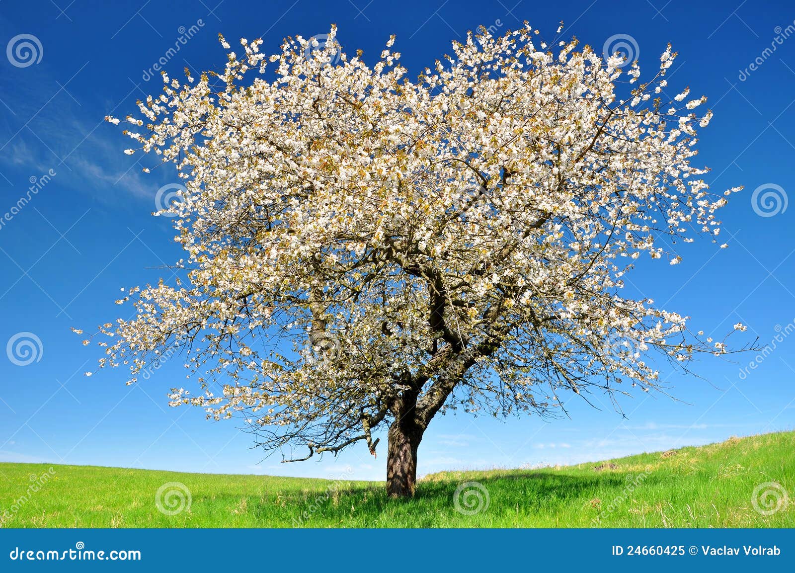 Blühender Kirschbaum stockbild. Bild von gras, kirsche - 24660425