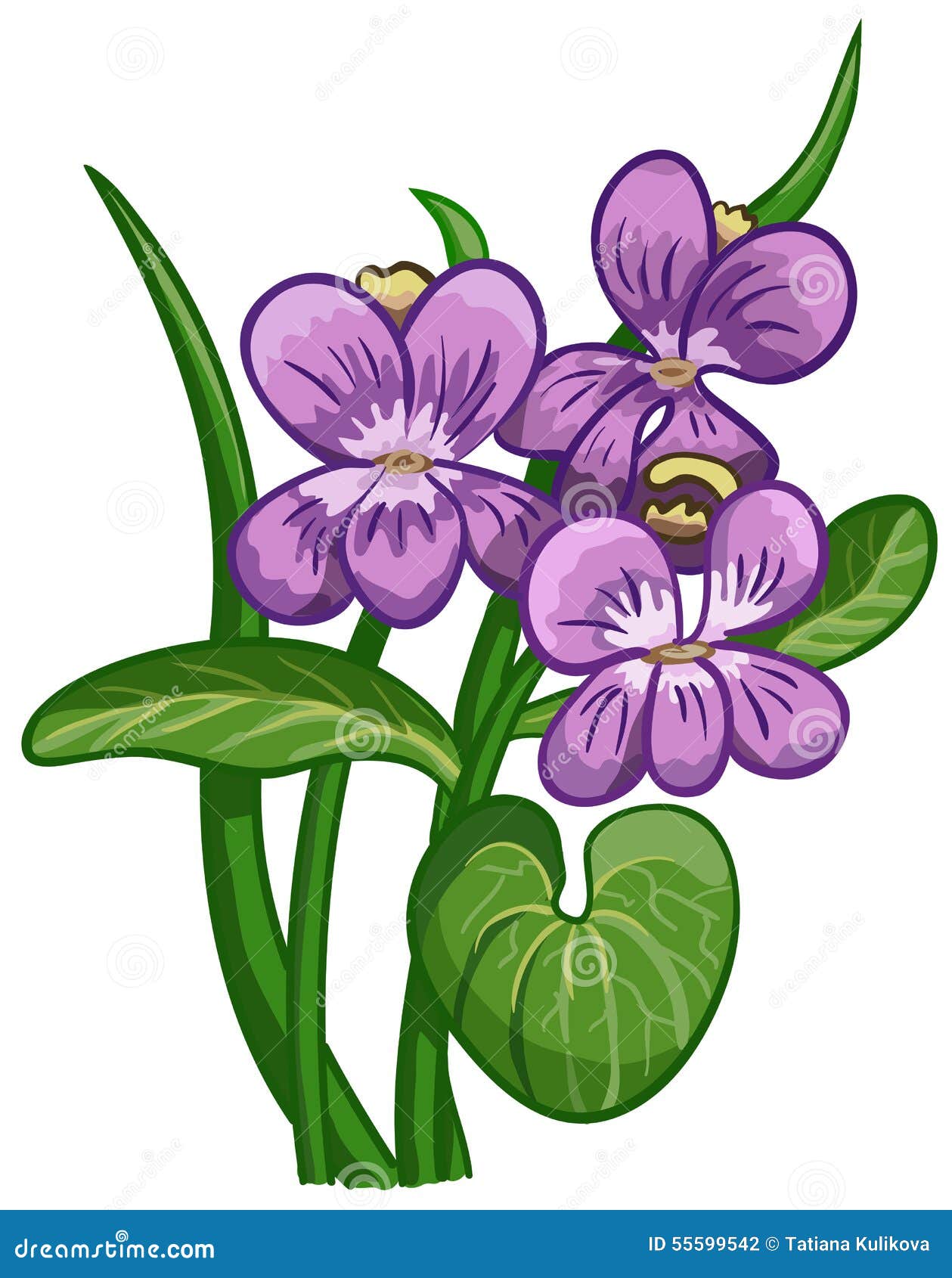 Blühendes Veilchen vektor abbildung. Illustration von grün - 55599542