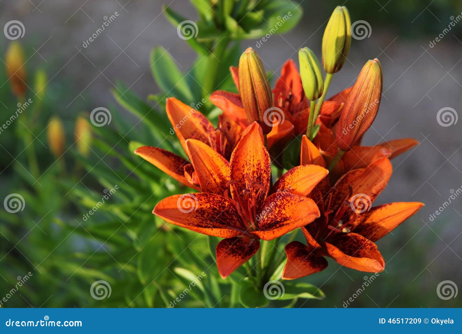 Blüht rote Gartenlilien stockbild. Bild von lilie, grad - 46517209