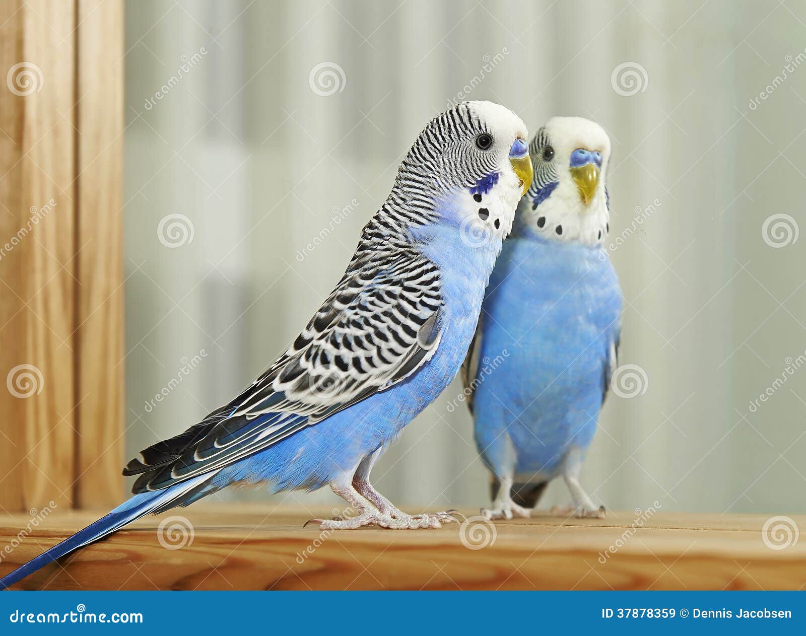 Blå Undulat (Melopsittacusundulatusen) Royaltyfria Bilder - Bild: 37878359