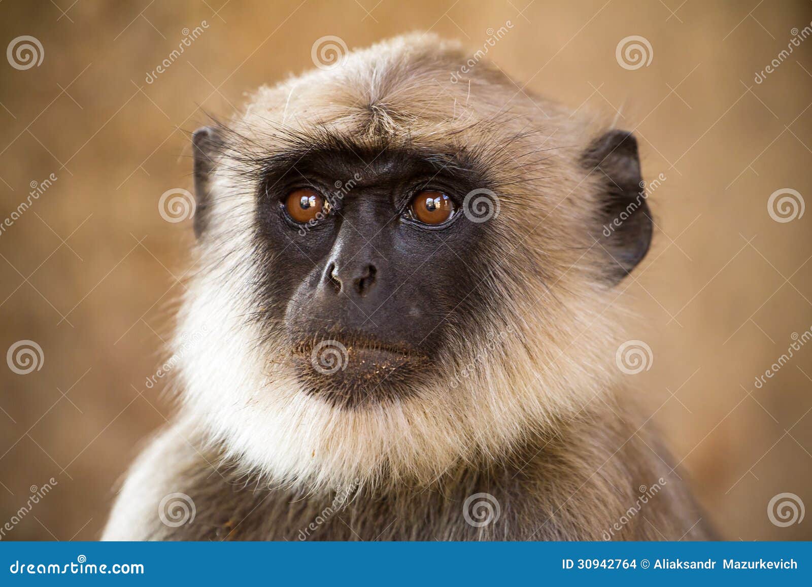 Blace faced monkey stock photo. Image of hairy, animal - 30942764